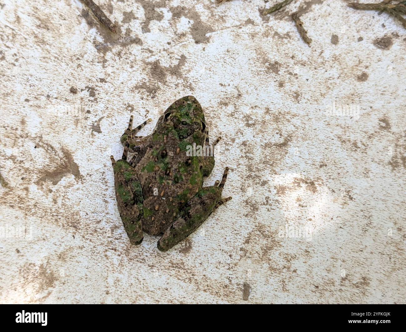 Northern Cricket Frog (Acris crepitans Stock Photo - Alamy