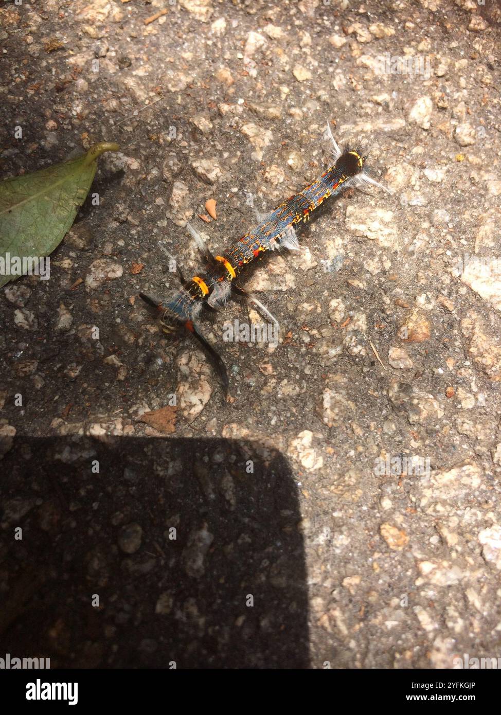 Lappet Moths (Lasiocampidae Stock Photo - Alamy