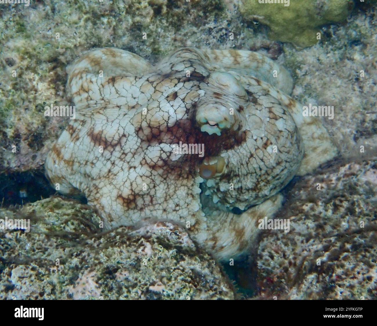 Brazilian Reef Octopus (Octopus insularis Stock Photo - Alamy