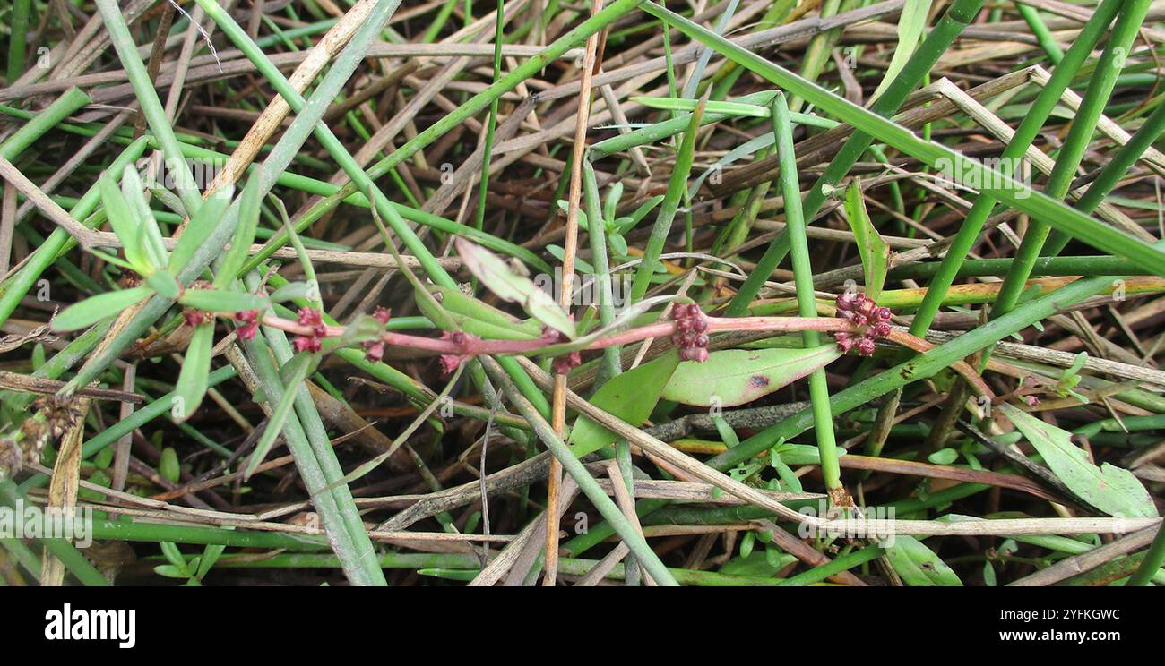 monarch redstem (Ammannia baccifera Stock Photo - Alamy