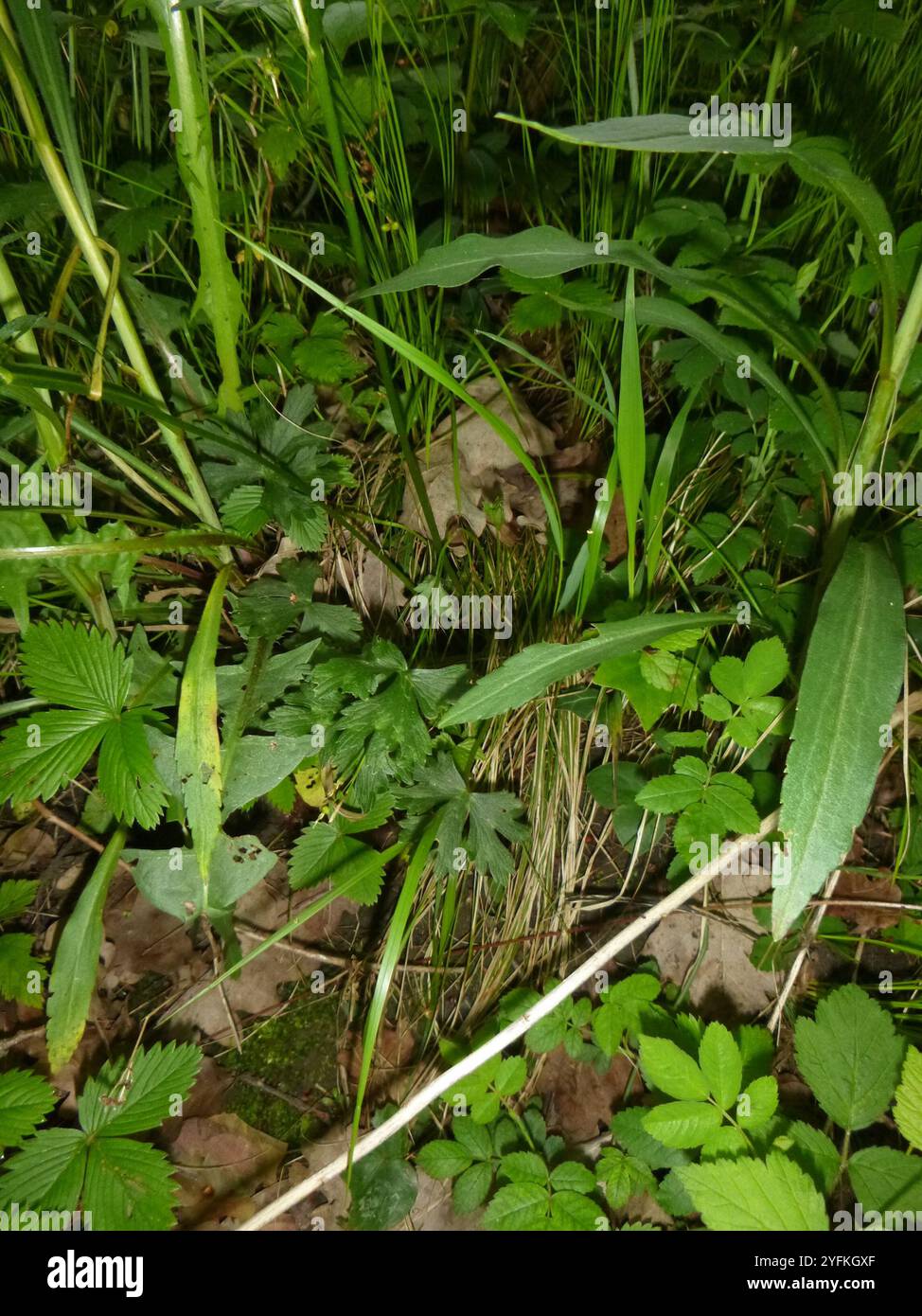 Multi-flowered Buttercup (Ranunculus polyanthemos Stock Photo - Alamy