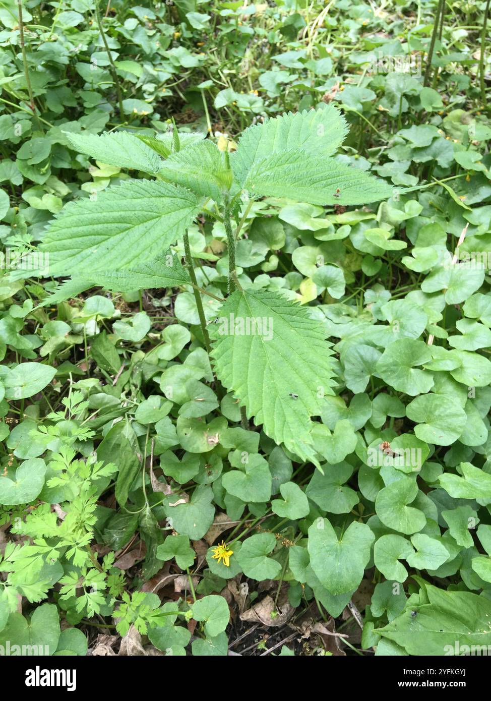 wood nettles (Laportea Stock Photo - Alamy