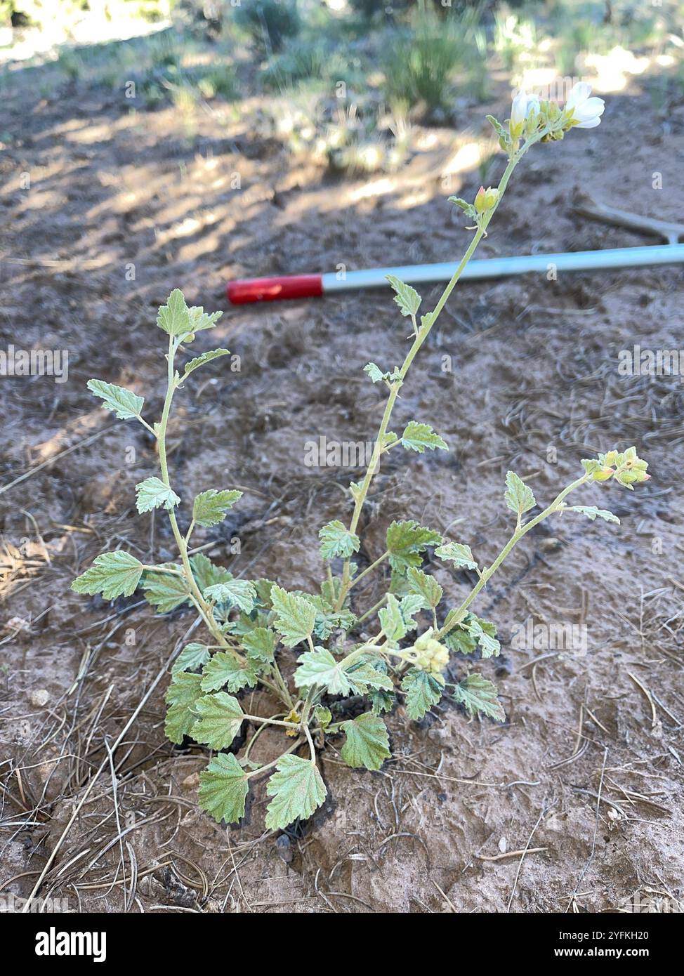 Small-leaf Globemallow (Sphaeralcea parvifolia Stock Photo - Alamy