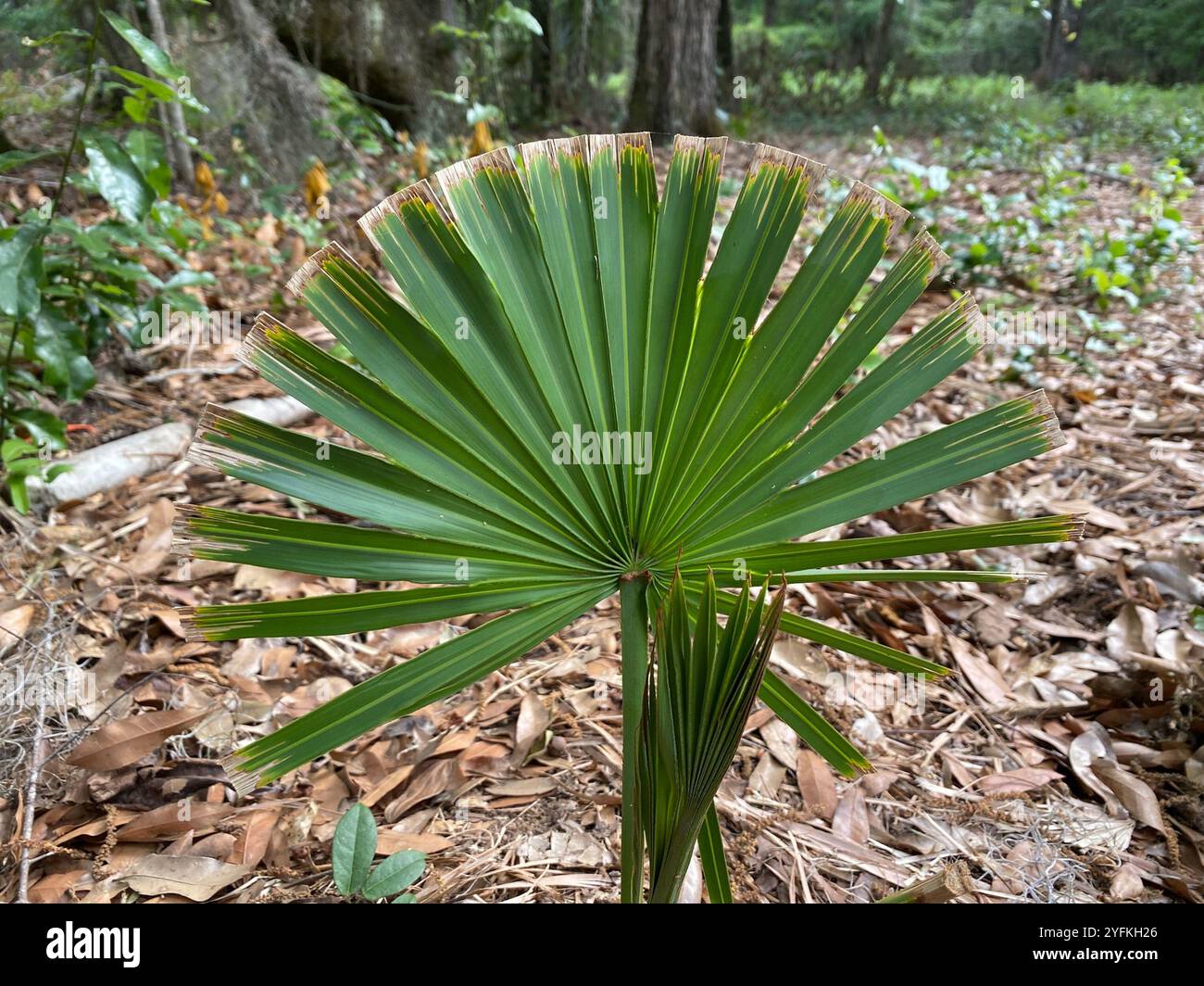saw palmetto (Serenoa repens Stock Photo - Alamy
