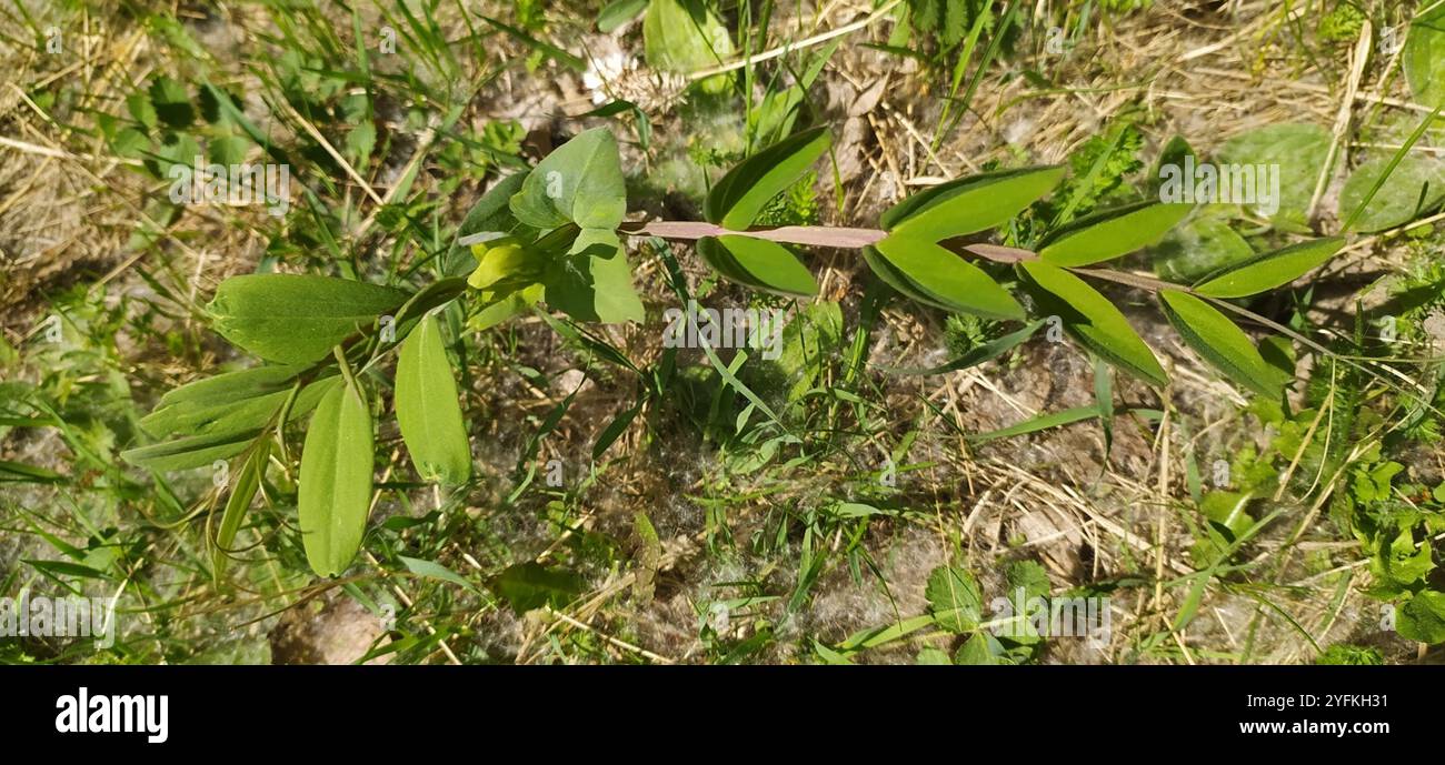 Pisiform grass-pea (Lathyrus pisiformis Stock Photo - Alamy