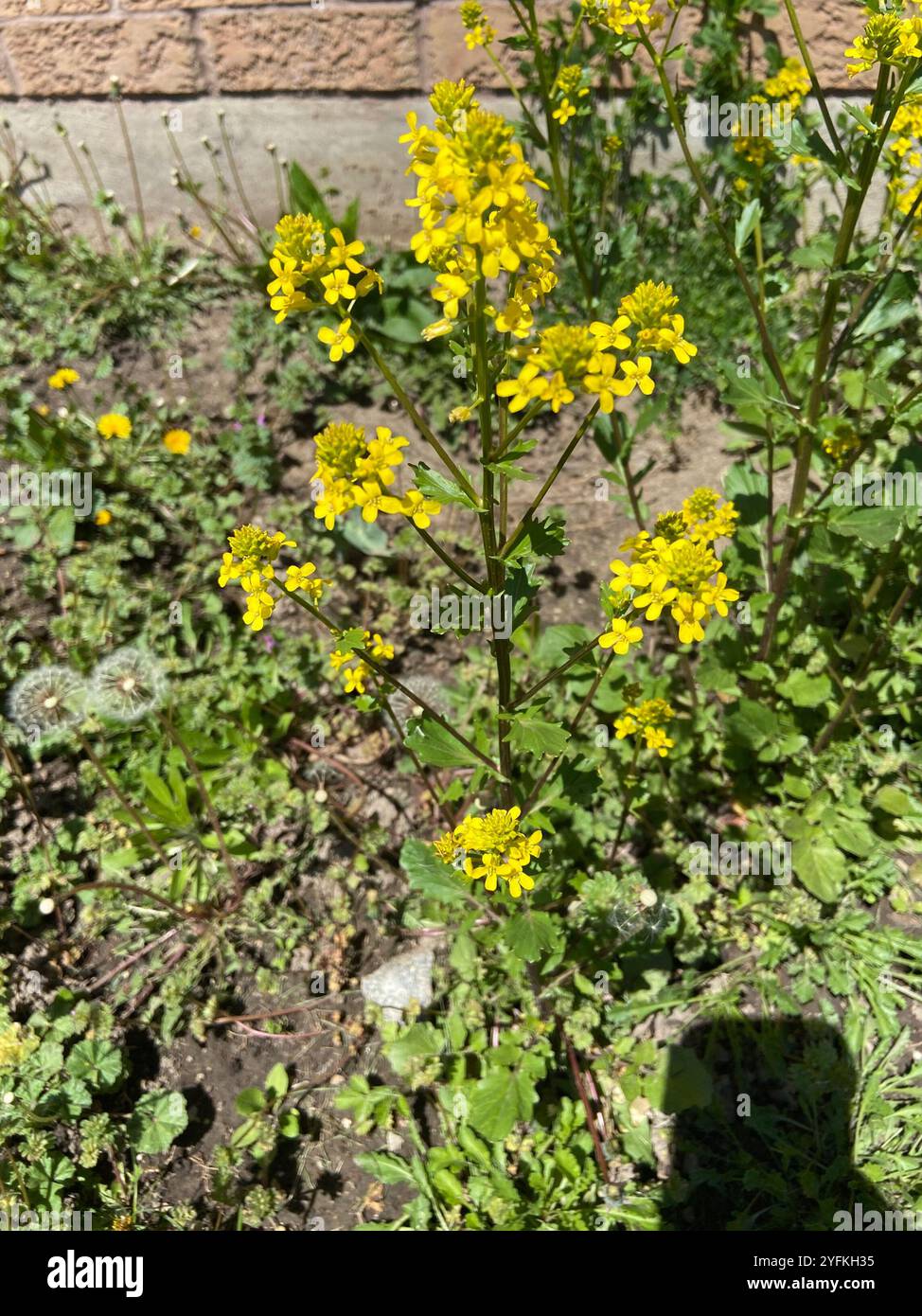 mustard family (Brassicaceae Stock Photo - Alamy