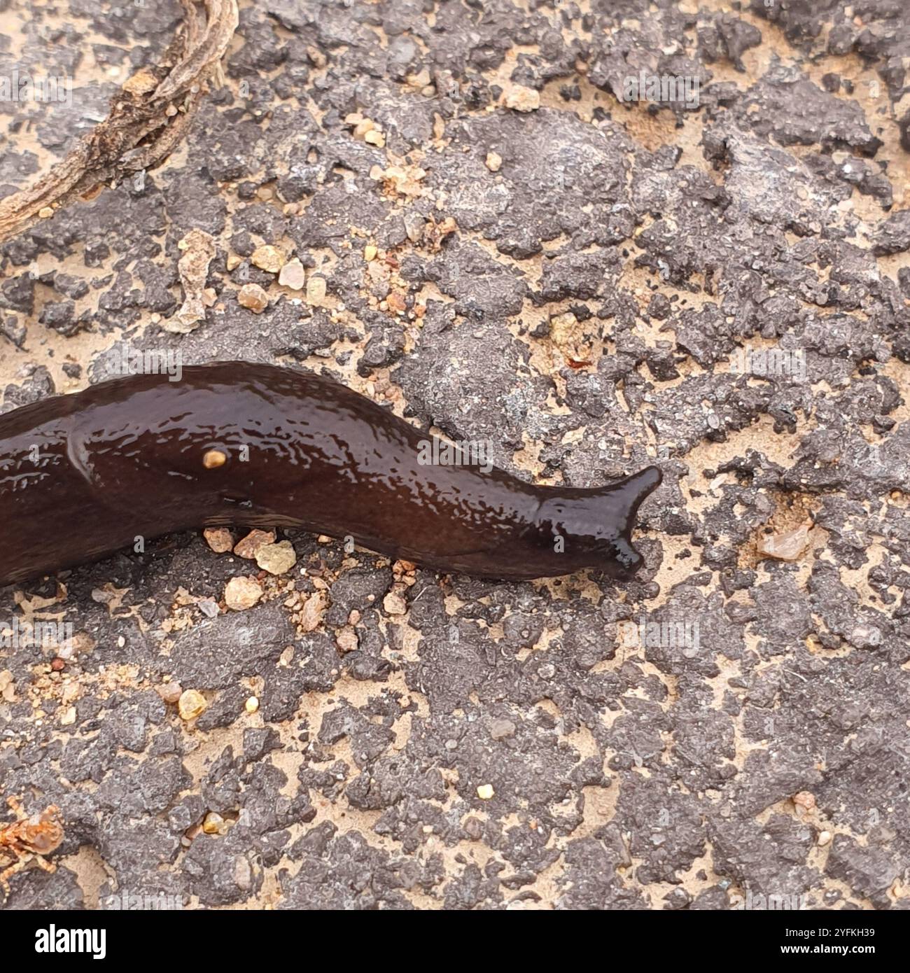 Greenhouse Slug (Milax gagates Stock Photo - Alamy
