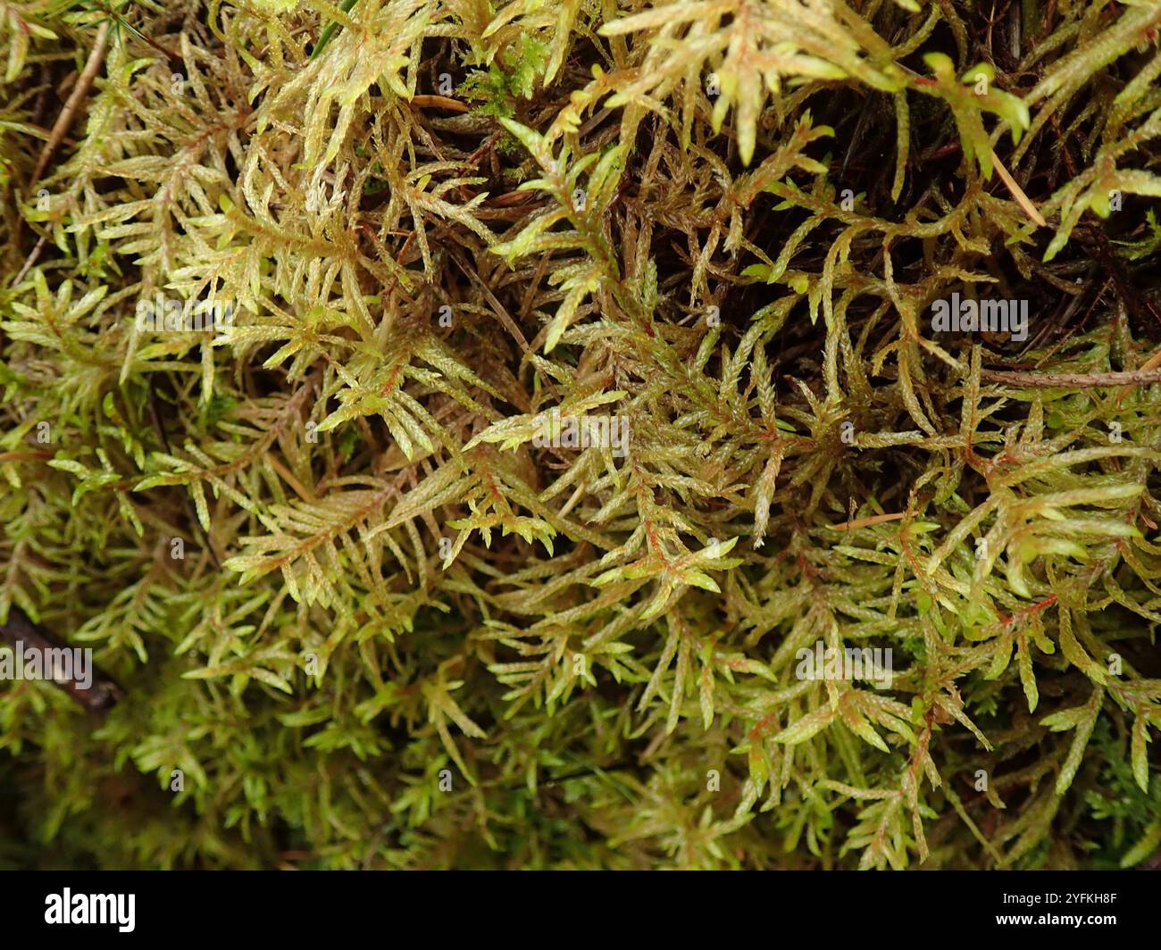 Red-stemmed Feather Moss (Pleurozium schreberi Stock Photo - Alamy