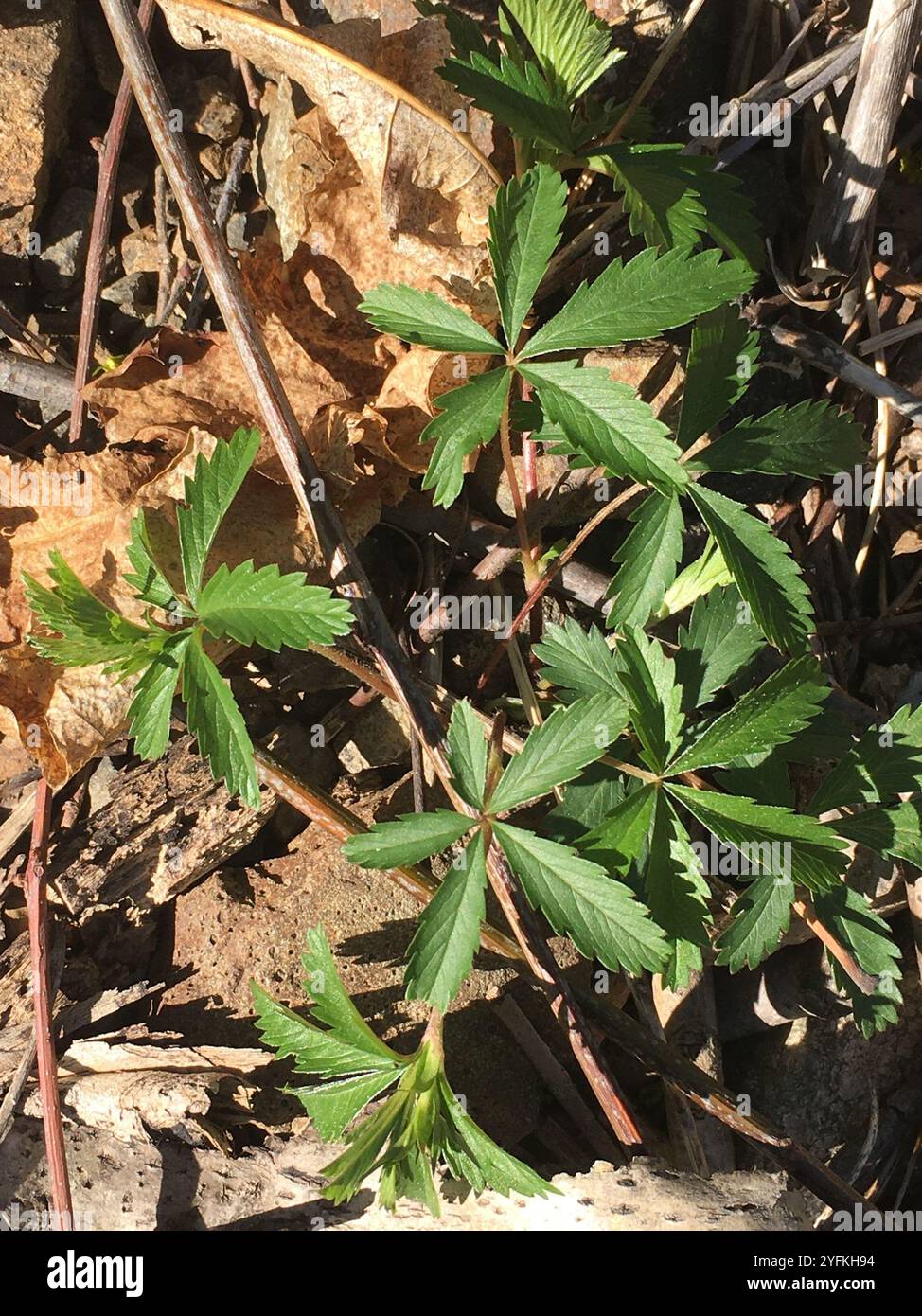 common cinquefoil (Potentilla simplex Stock Photo - Alamy