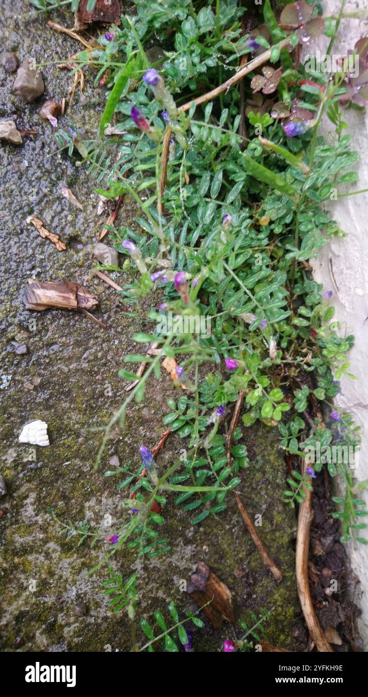 spring vetch (Vicia lathyroides Stock Photo - Alamy