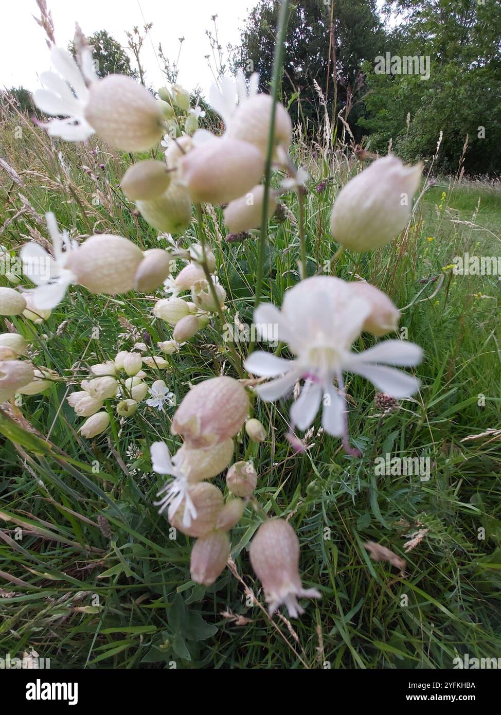 bladder campion (Silene vulgaris Stock Photo - Alamy