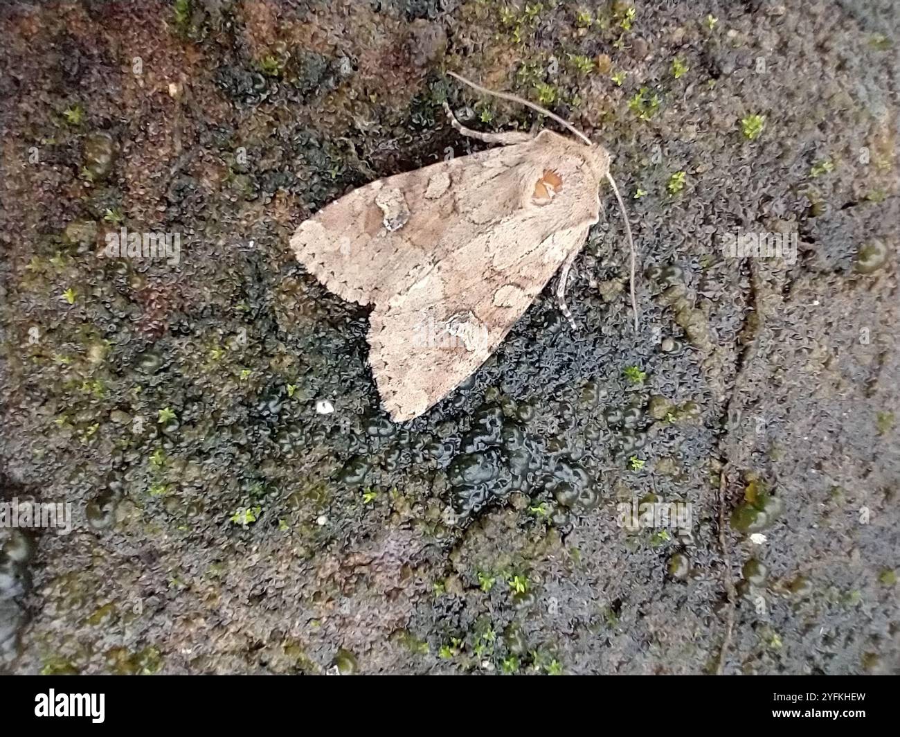 Sordens hi-res stock photography and images - Alamy