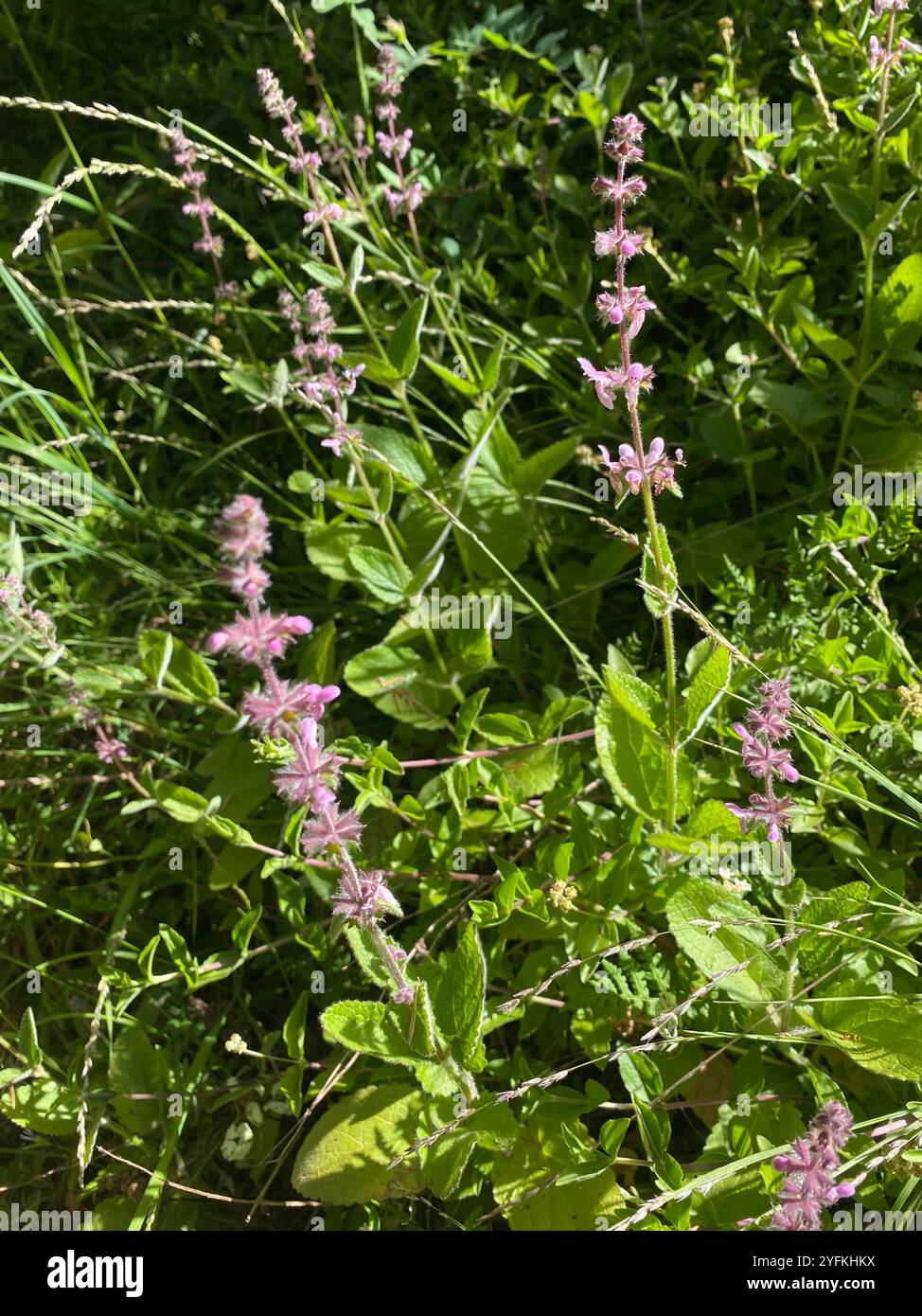 Rough Hedgenettle (Stachys rigida Stock Photo - Alamy