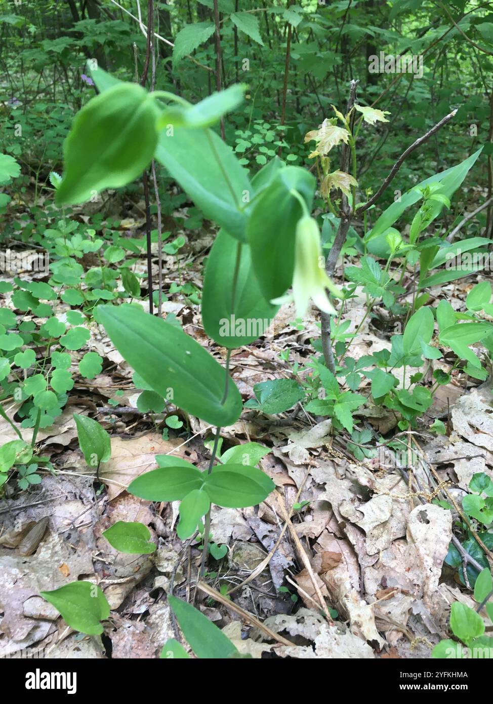 perfoliate bellwort (Uvularia perfoliata Stock Photo - Alamy