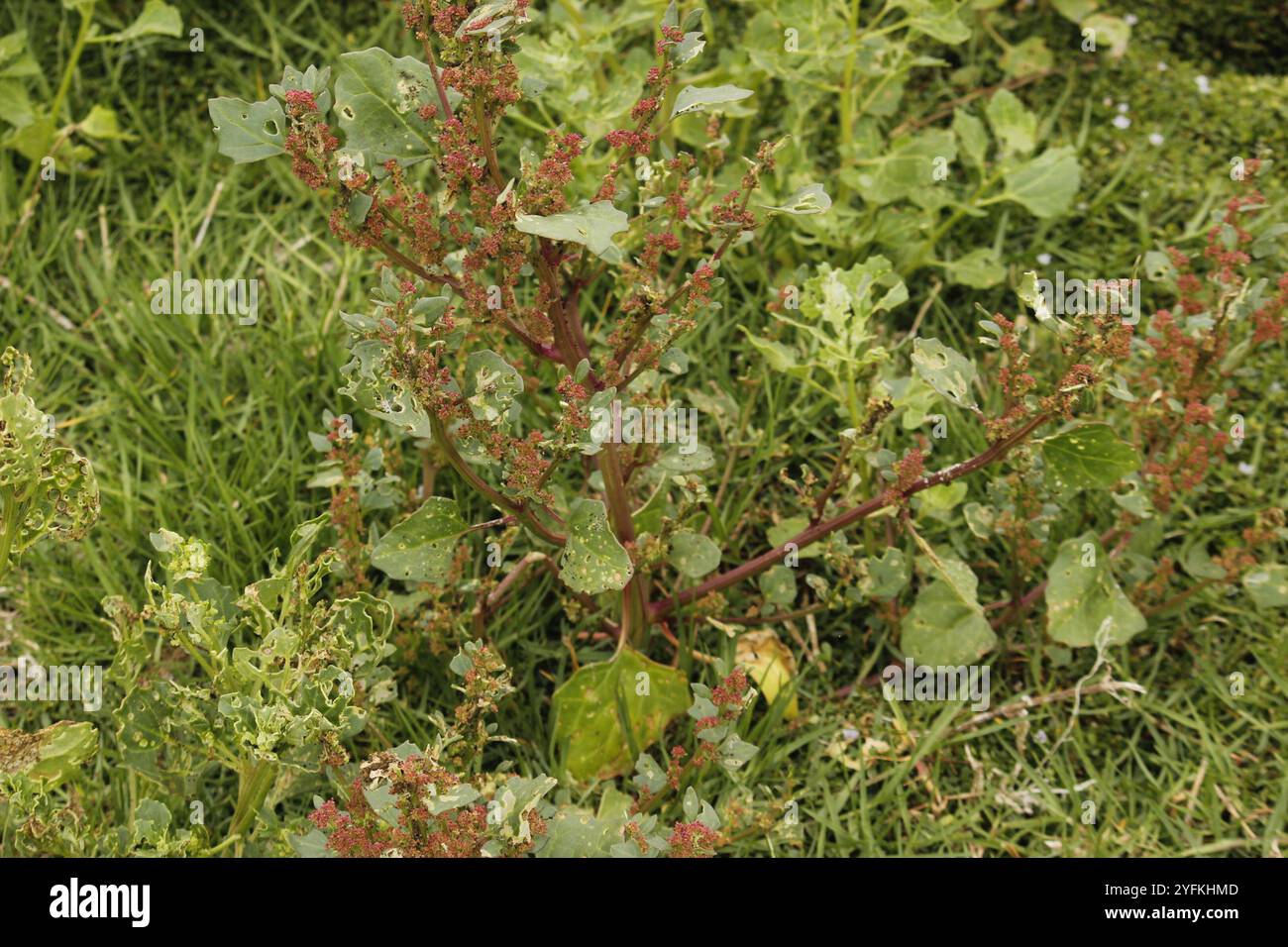 Large-seed Goosefoot (Chenopodium macrospermum Stock Photo - Alamy