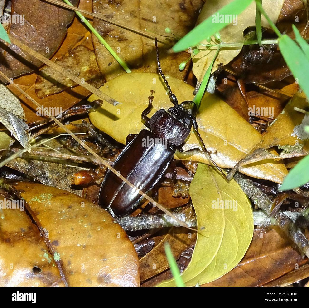 Hardwood Stump Borer (Mallodon dasystomus Stock Photo - Alamy