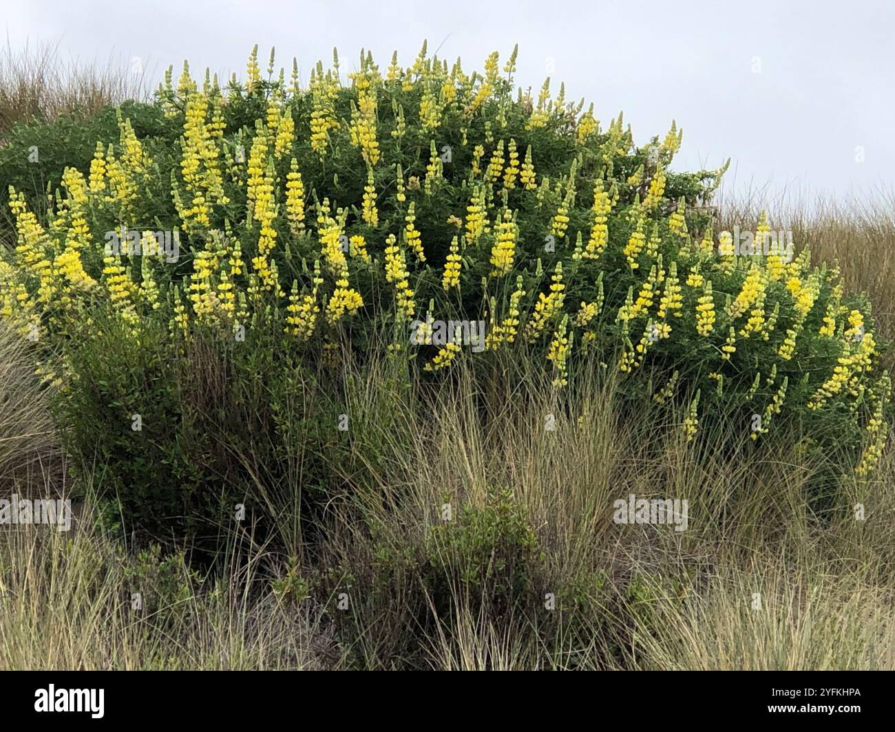 coastal bush lupine (Lupinus arboreus Stock Photo - Alamy