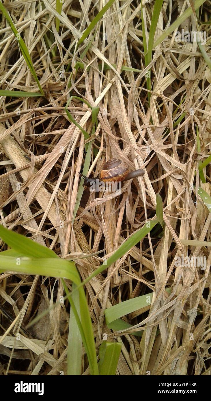 Copse Snail (Arianta arbustorum Stock Photo - Alamy