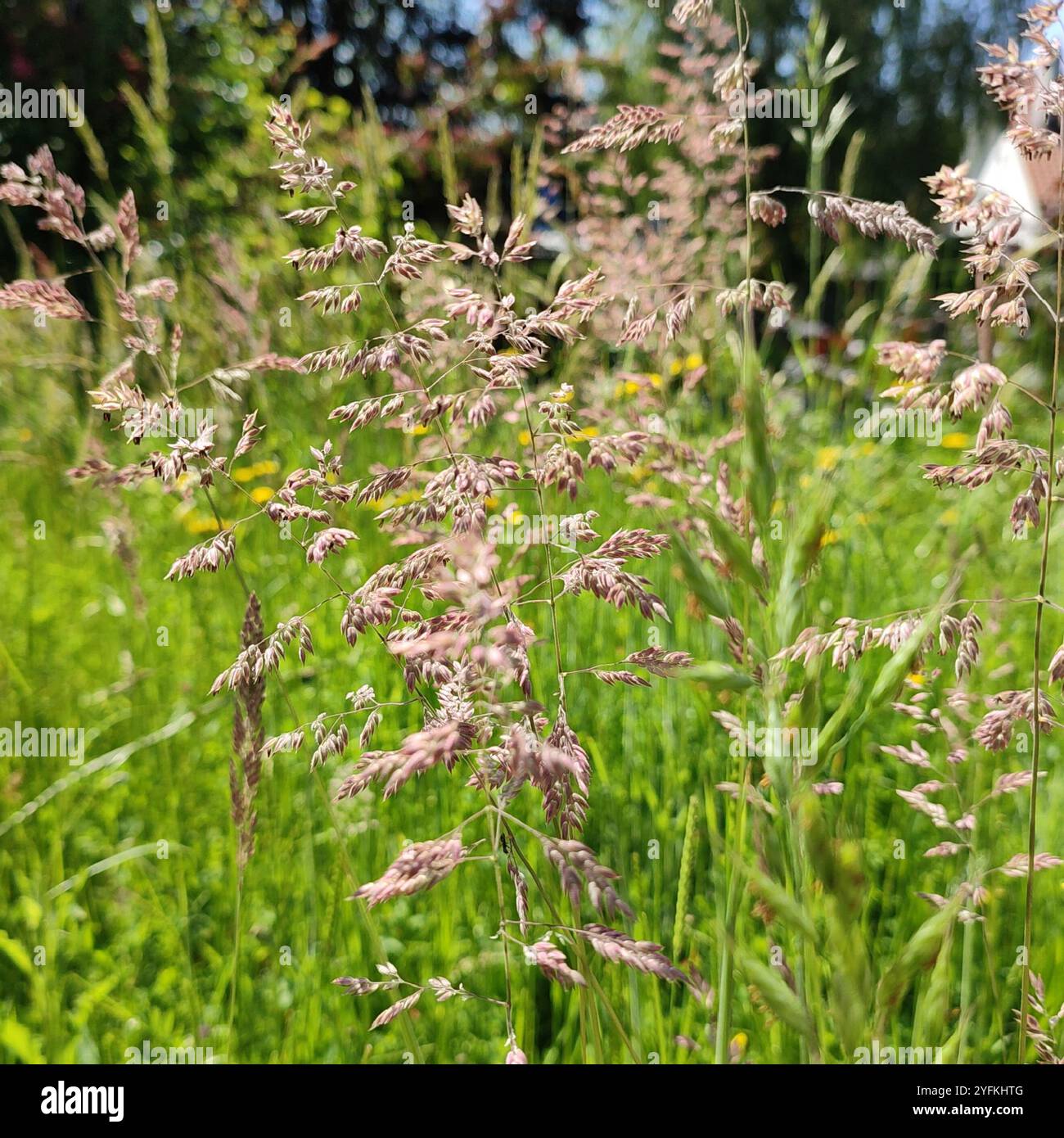 Yorkshire fog (Holcus lanatus Stock Photo - Alamy
