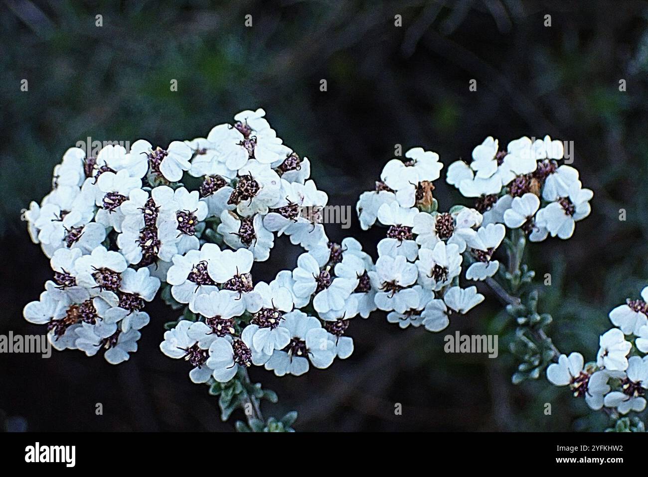 African Wild Rosemary (Eriocephalus africanus africanus Stock Photo - Alamy