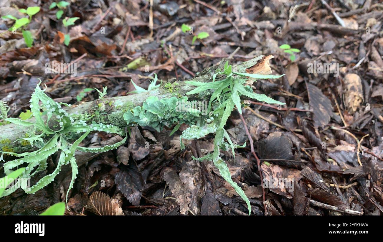 cartilage lichen (Ramalina celastri Stock Photo - Alamy