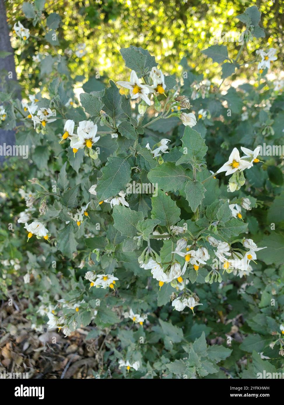 Solanum douglasii hi-res stock photography and images - Alamy