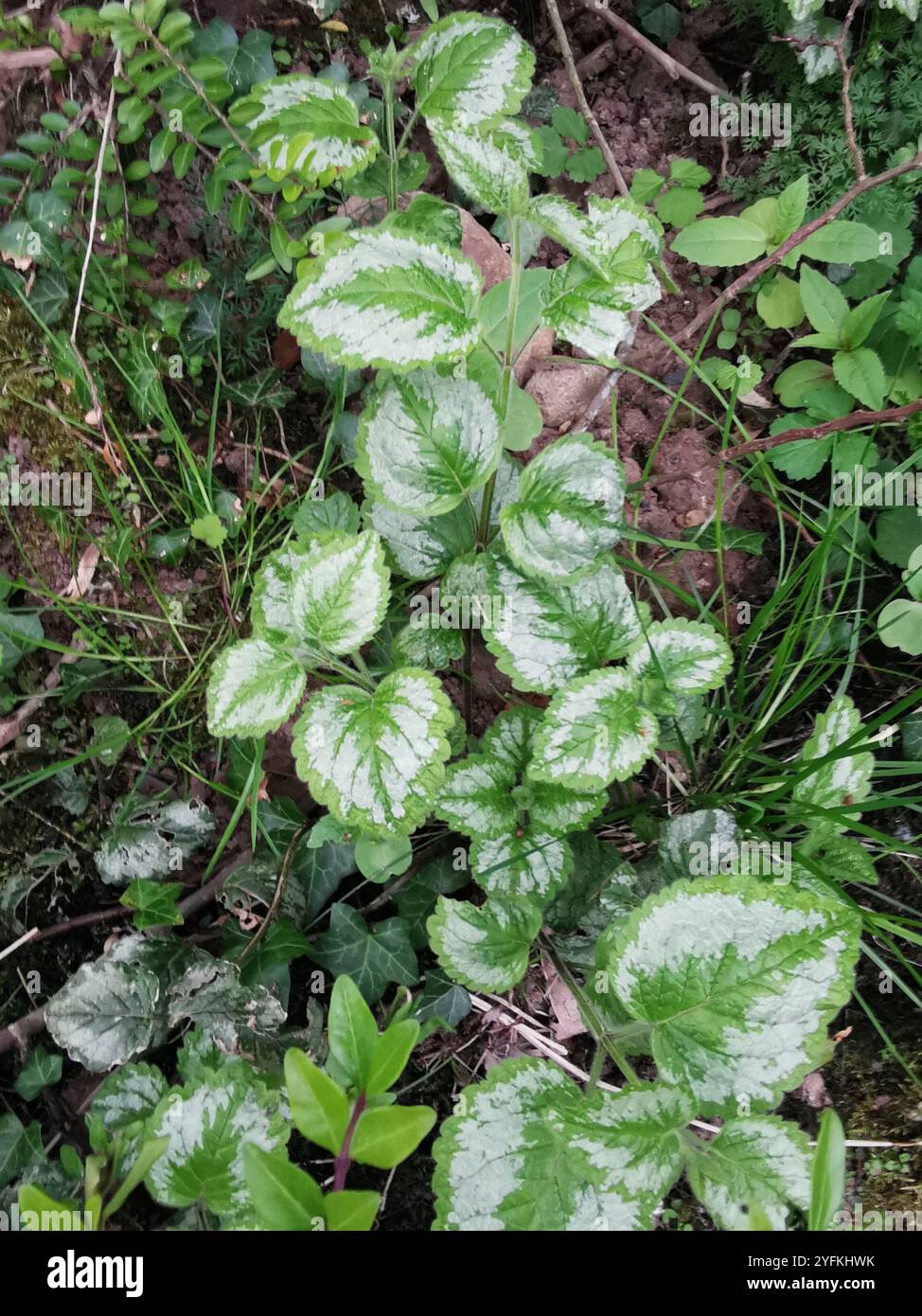 Variegated Yellow Archangel (Lamium galeobdolon argentatum Stock Photo ...