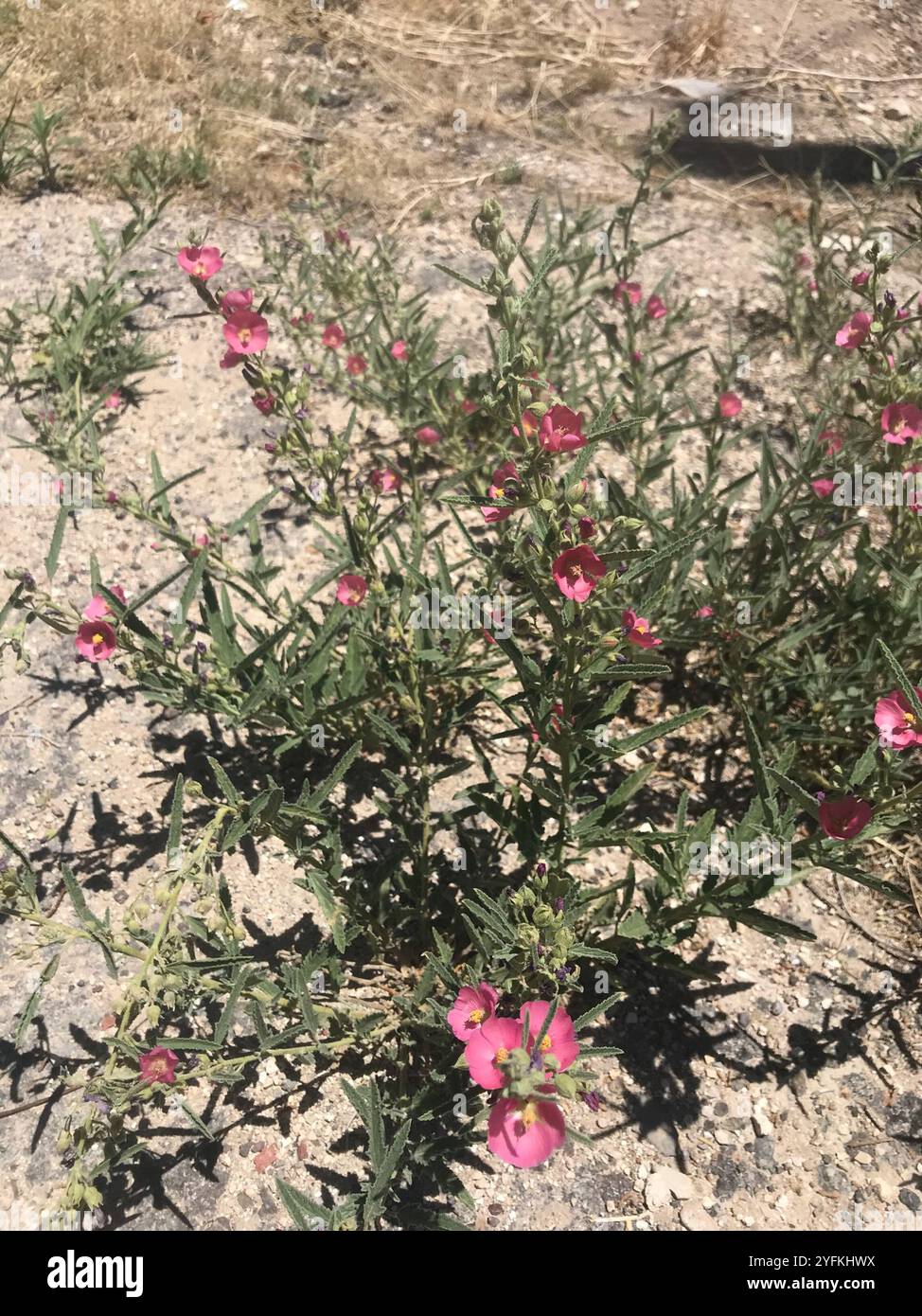narrowleaf globemallow (Sphaeralcea angustifolia Stock Photo - Alamy