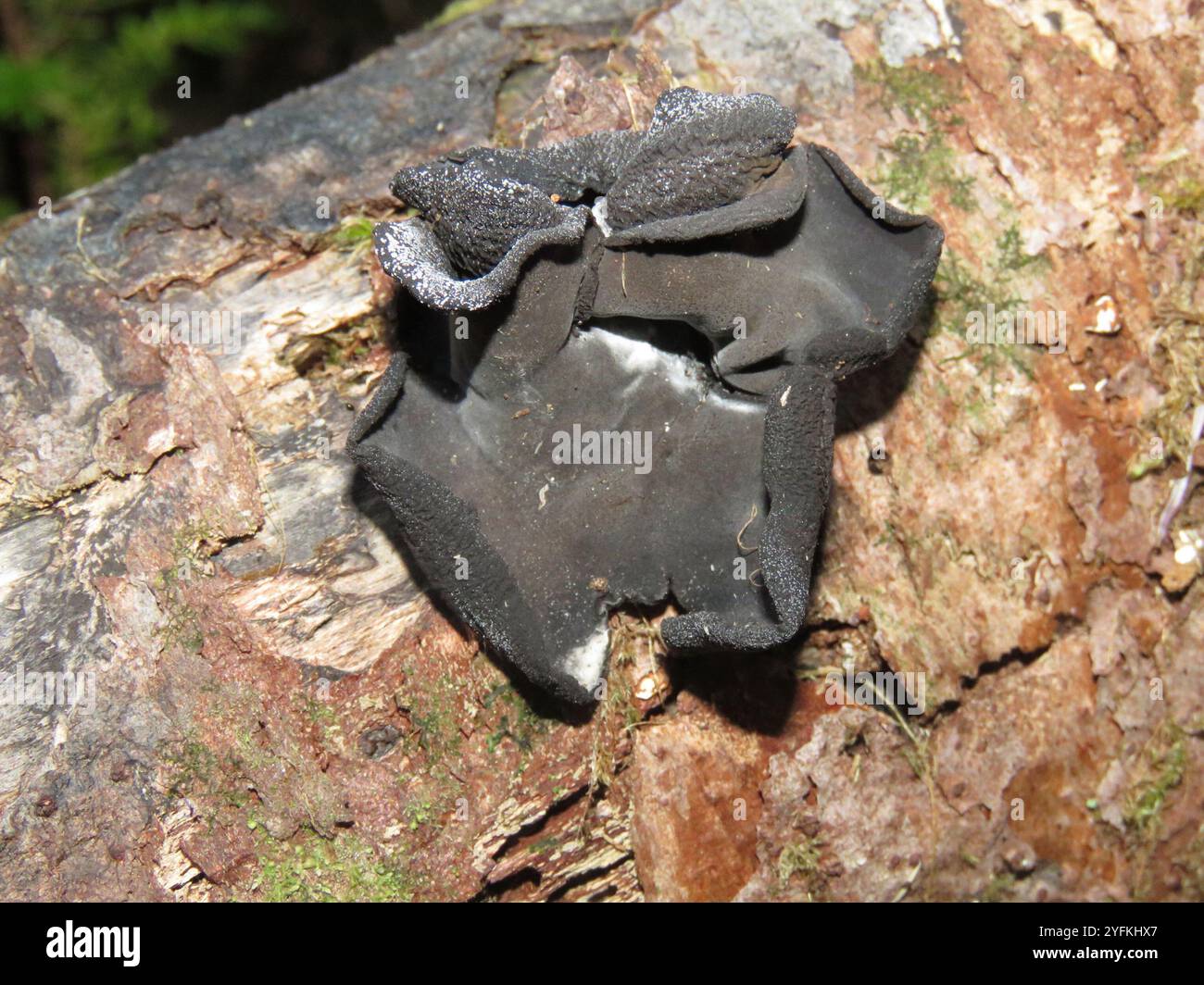 Plectania hi-res stock photography and images - Alamy