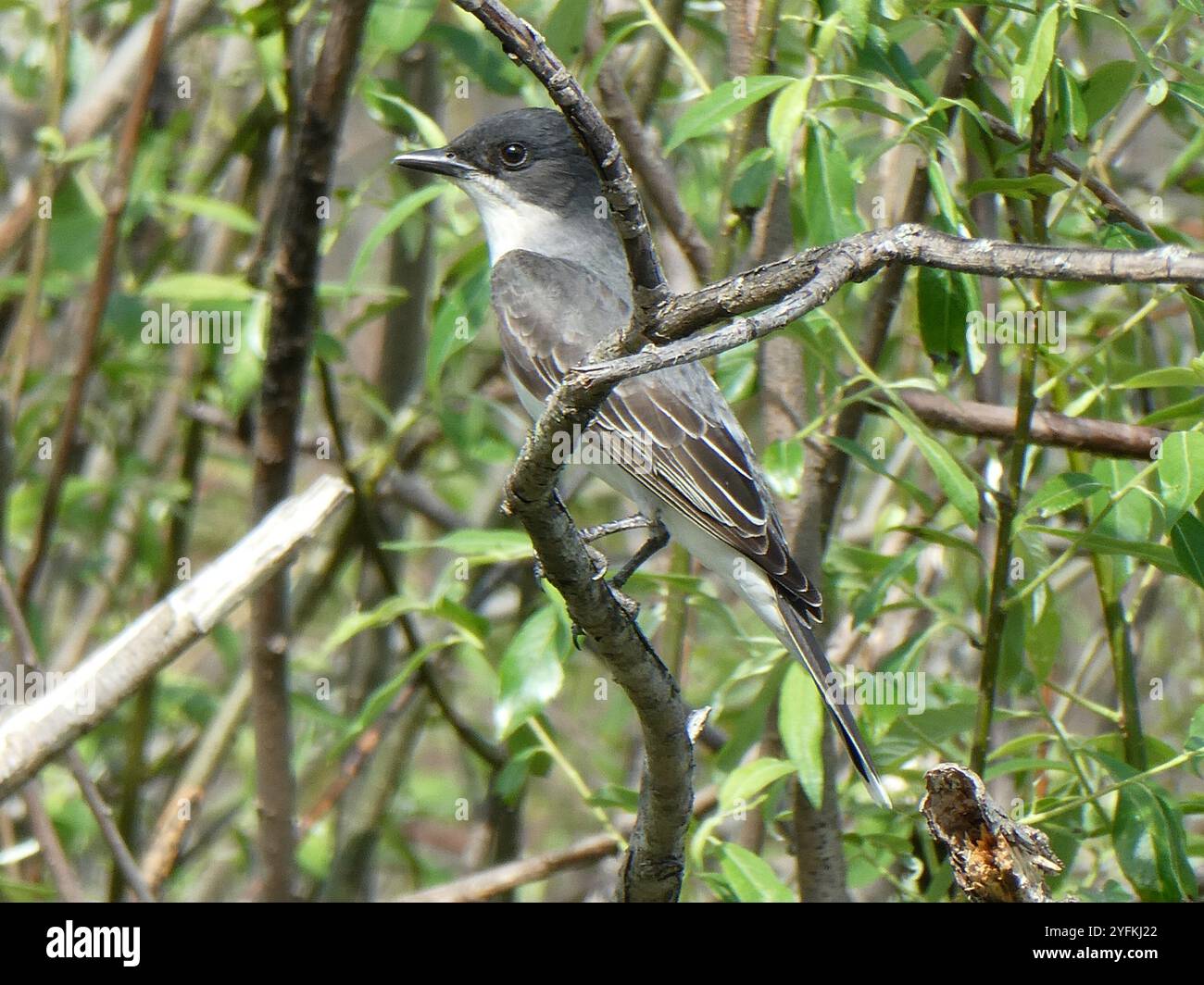 Eastern Kingbird (Tyrannus tyrannus Stock Photo - Alamy