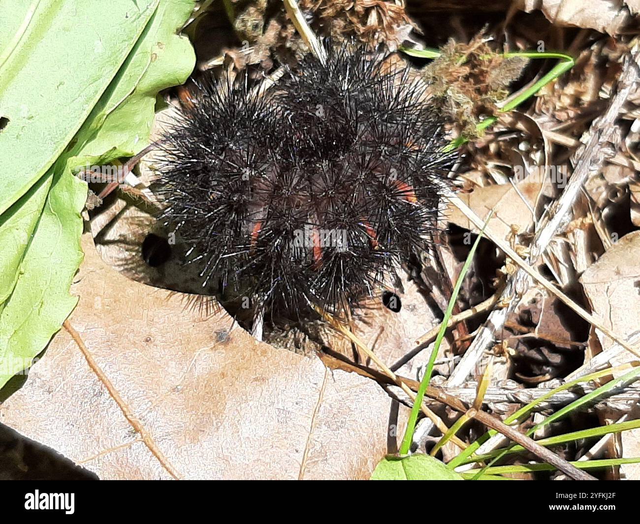 Giant Leopard Moth (Hypercompe scribonia Stock Photo - Alamy