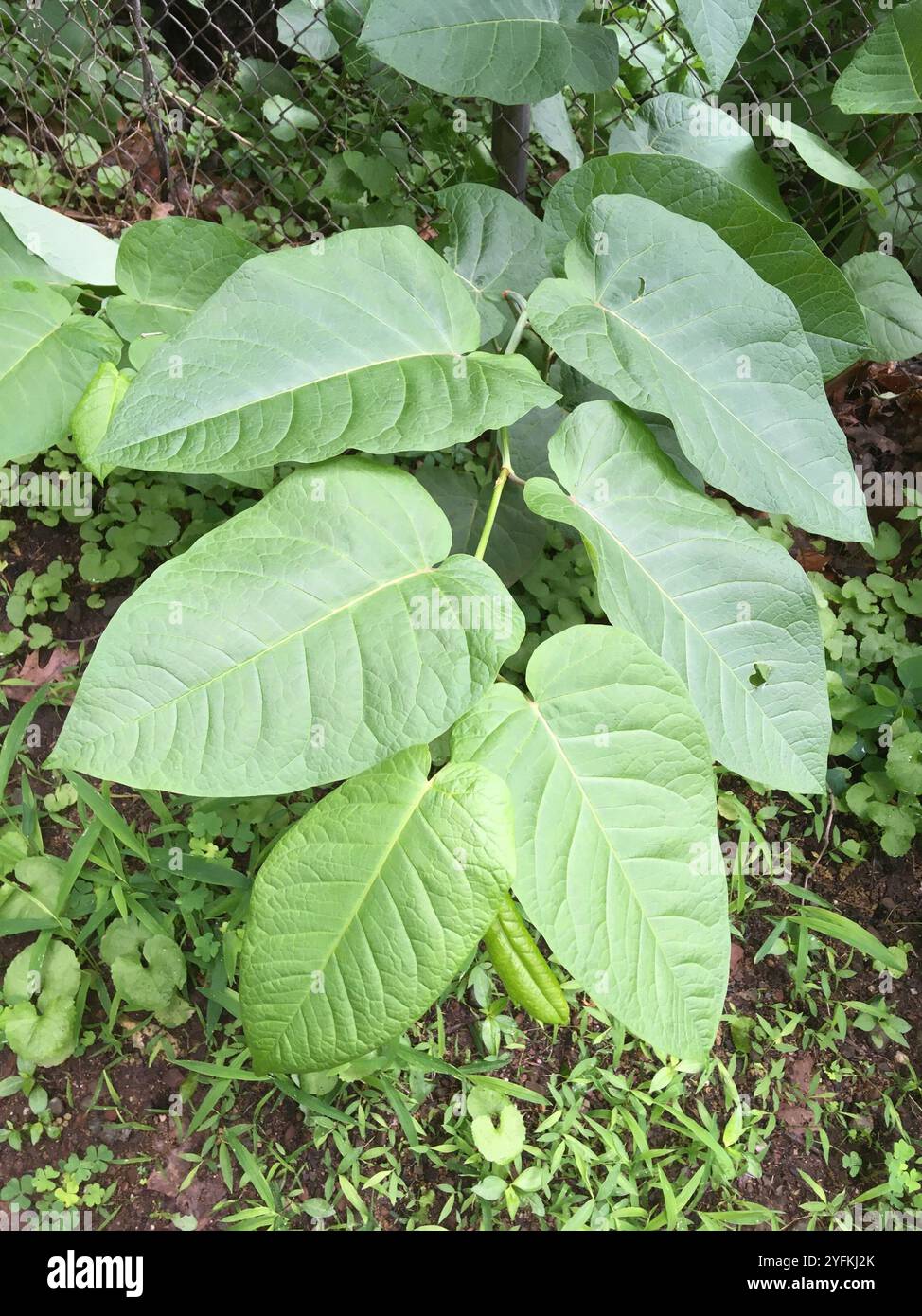 Giant Knotweed (Reynoutria sachalinensis Stock Photo - Alamy