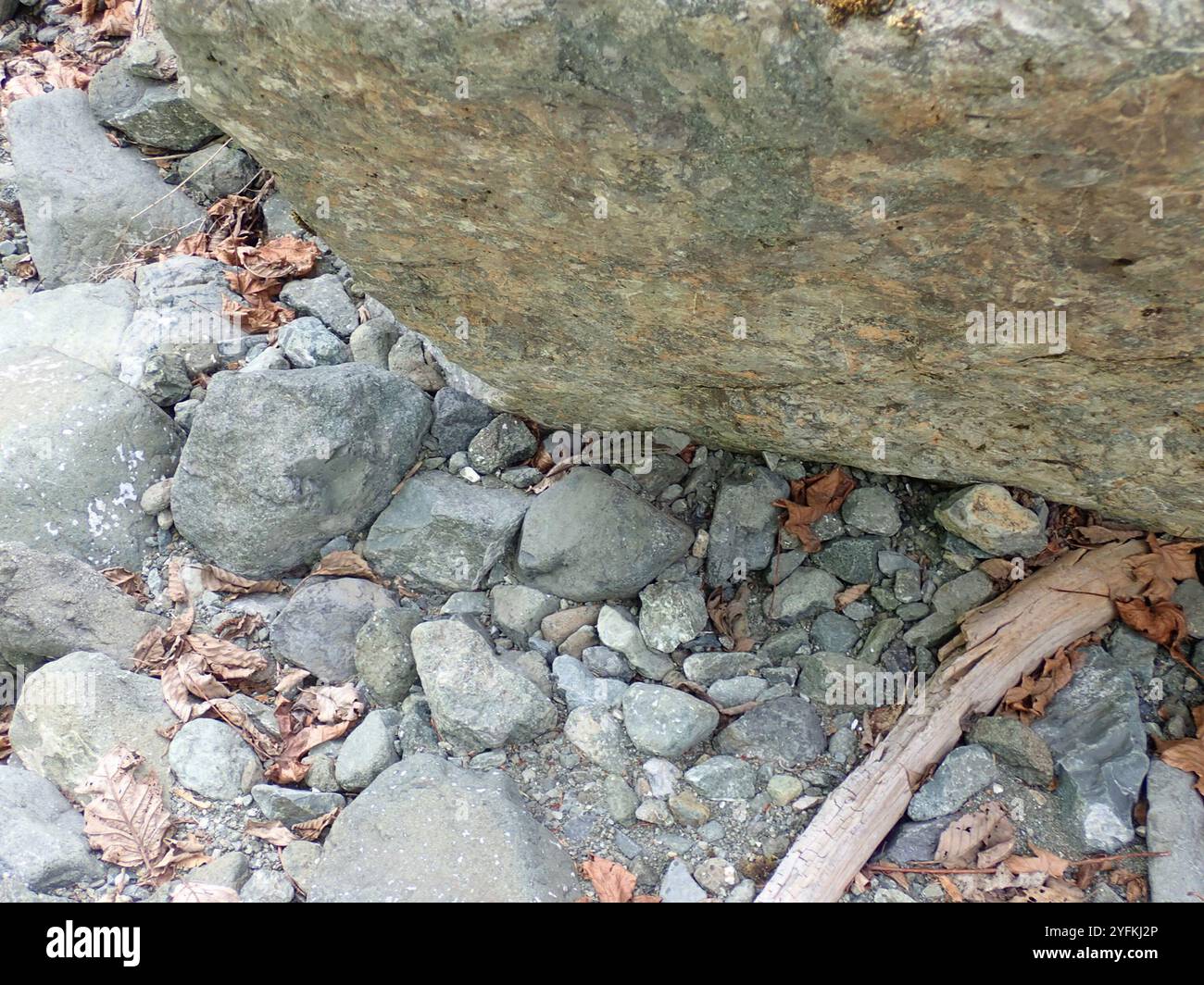 Northern Alligator Lizard (Elgaria coerulea Stock Photo - Alamy
