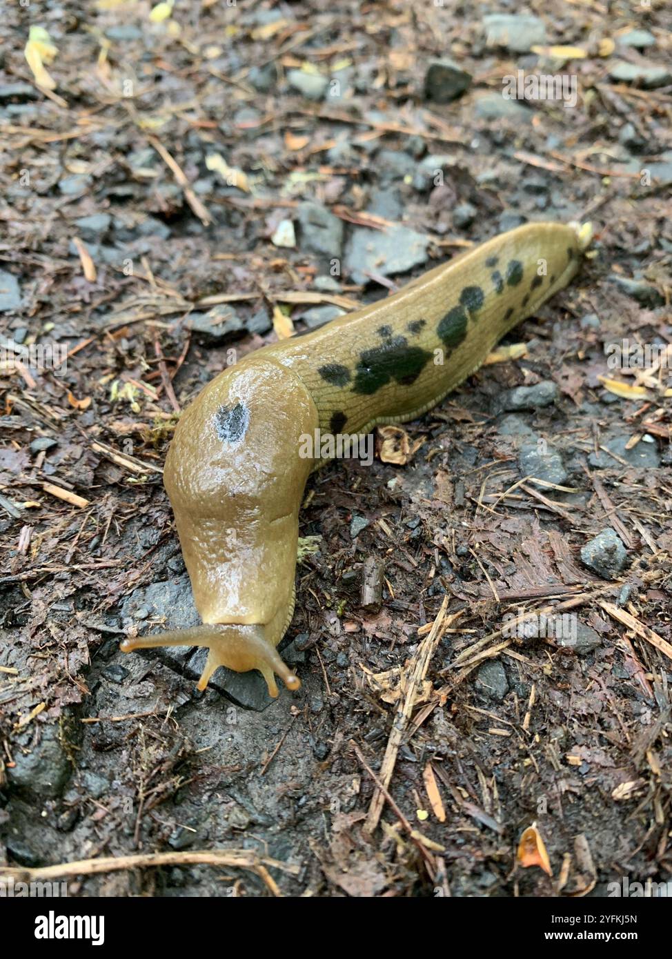 Pacific Banana Slug (Ariolimax columbianus Stock Photo - Alamy