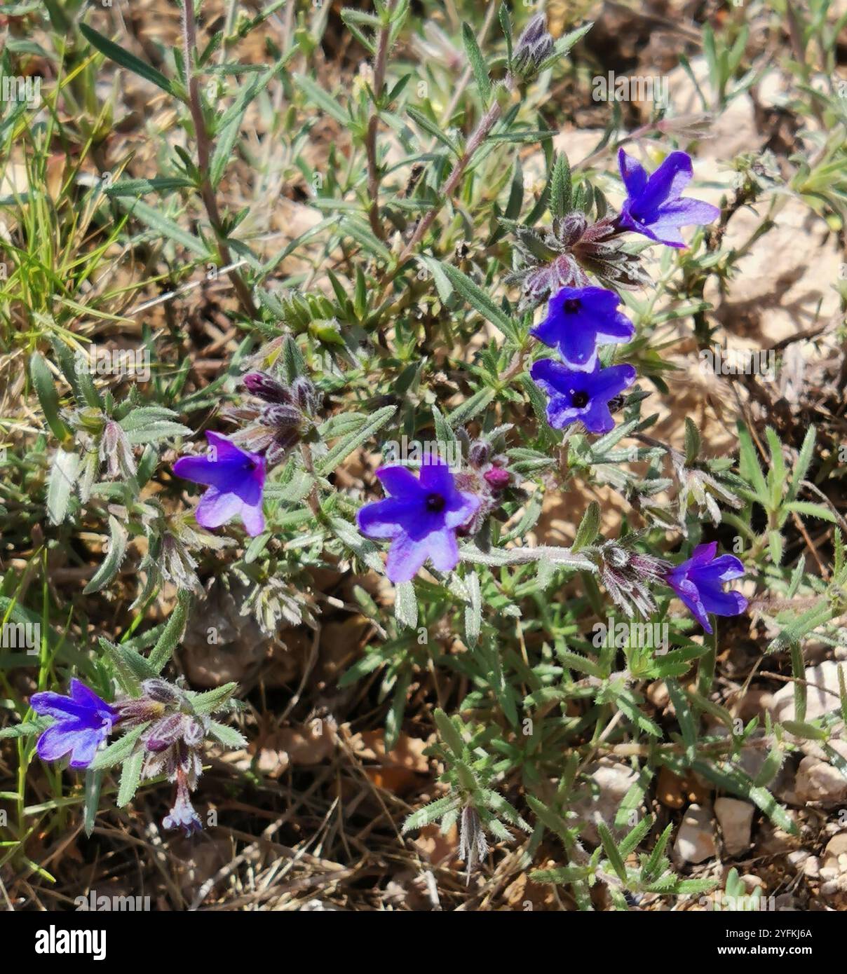 shrubby gromwell (Lithodora fruticosa Stock Photo - Alamy