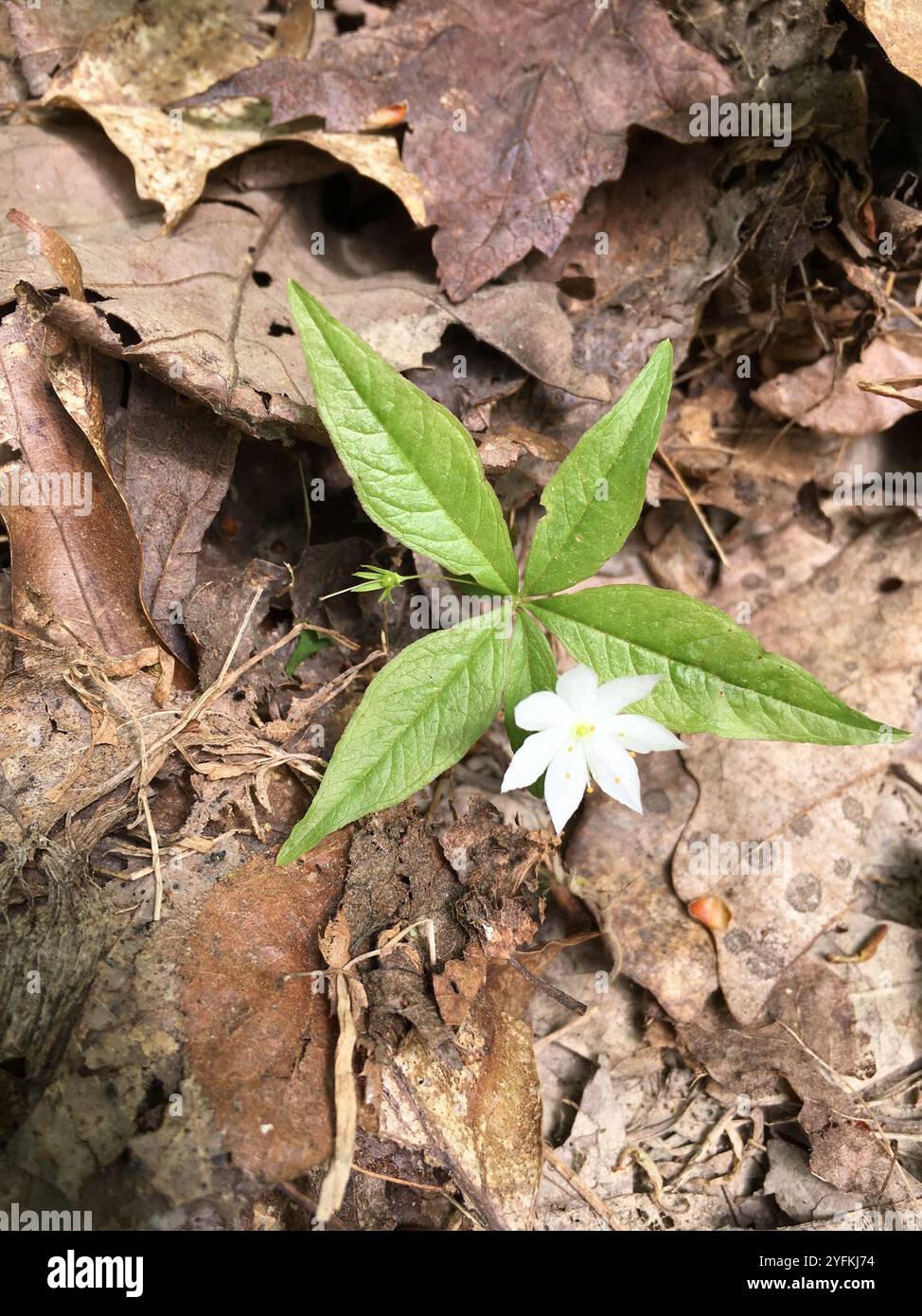 northern starflower (Lysimachia borealis Stock Photo - Alamy