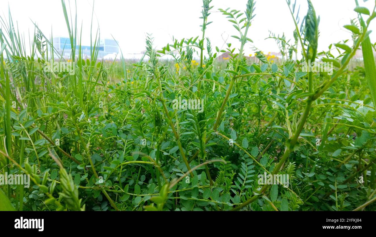Wood Vetch (Vicia sylvatica Stock Photo - Alamy