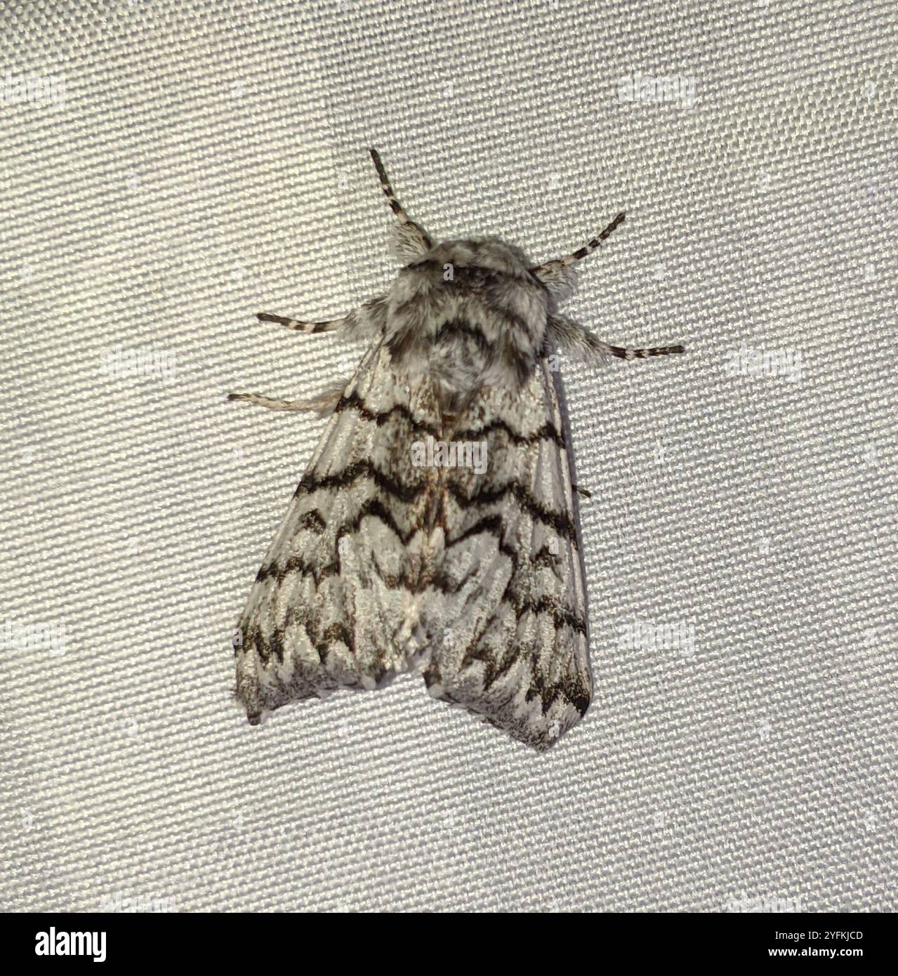 Western Panthea Moth (Panthea virginarius Stock Photo - Alamy