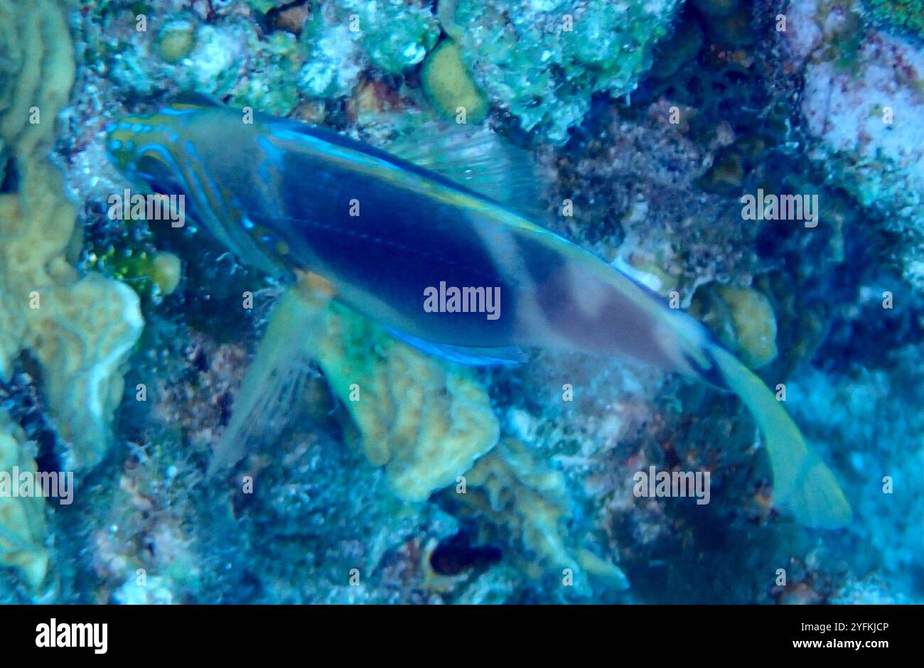 Barred Hamlet (Hypoplectrus puella Stock Photo - Alamy