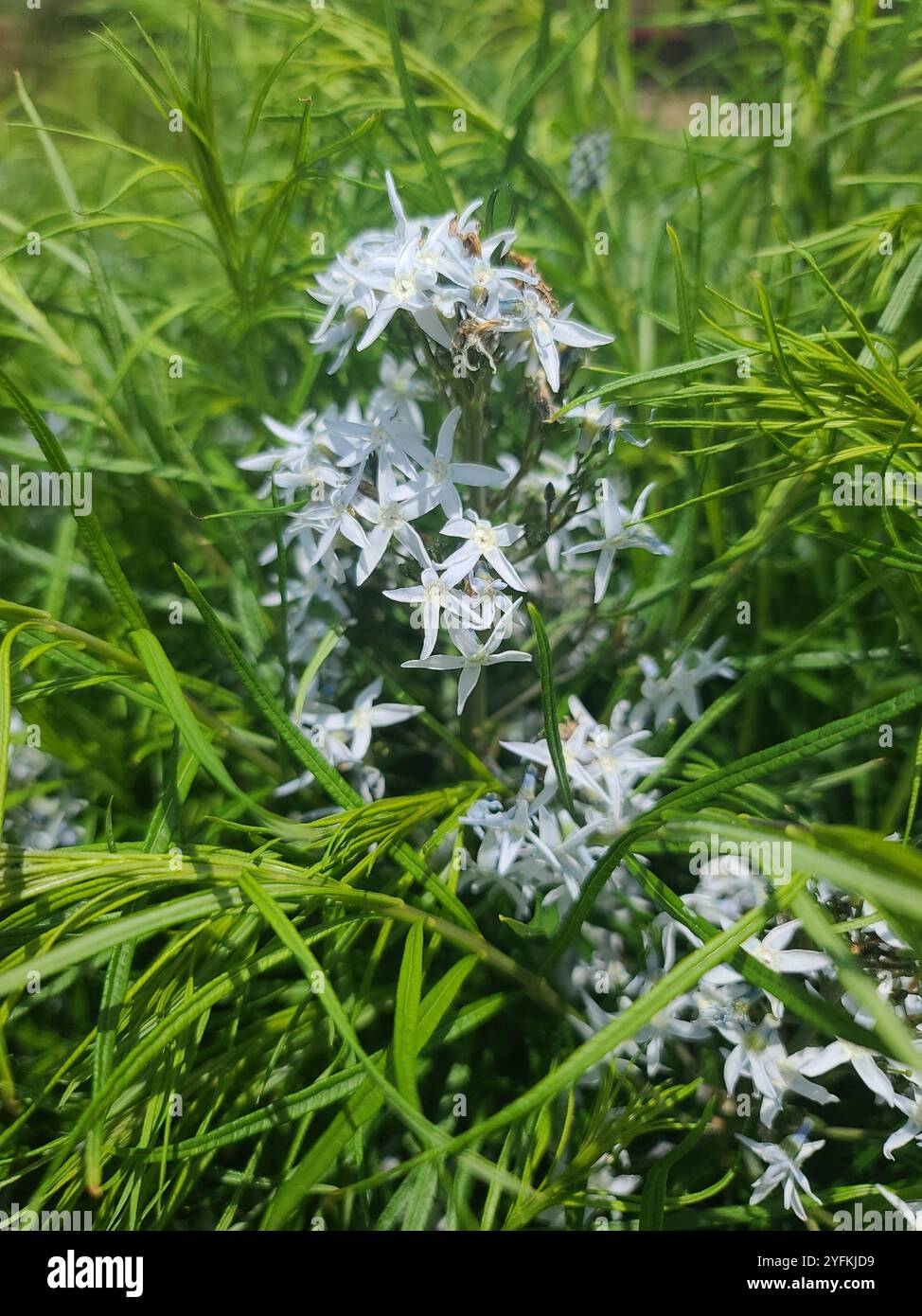 Fringed Bluestar (Amsonia ciliata Stock Photo - Alamy