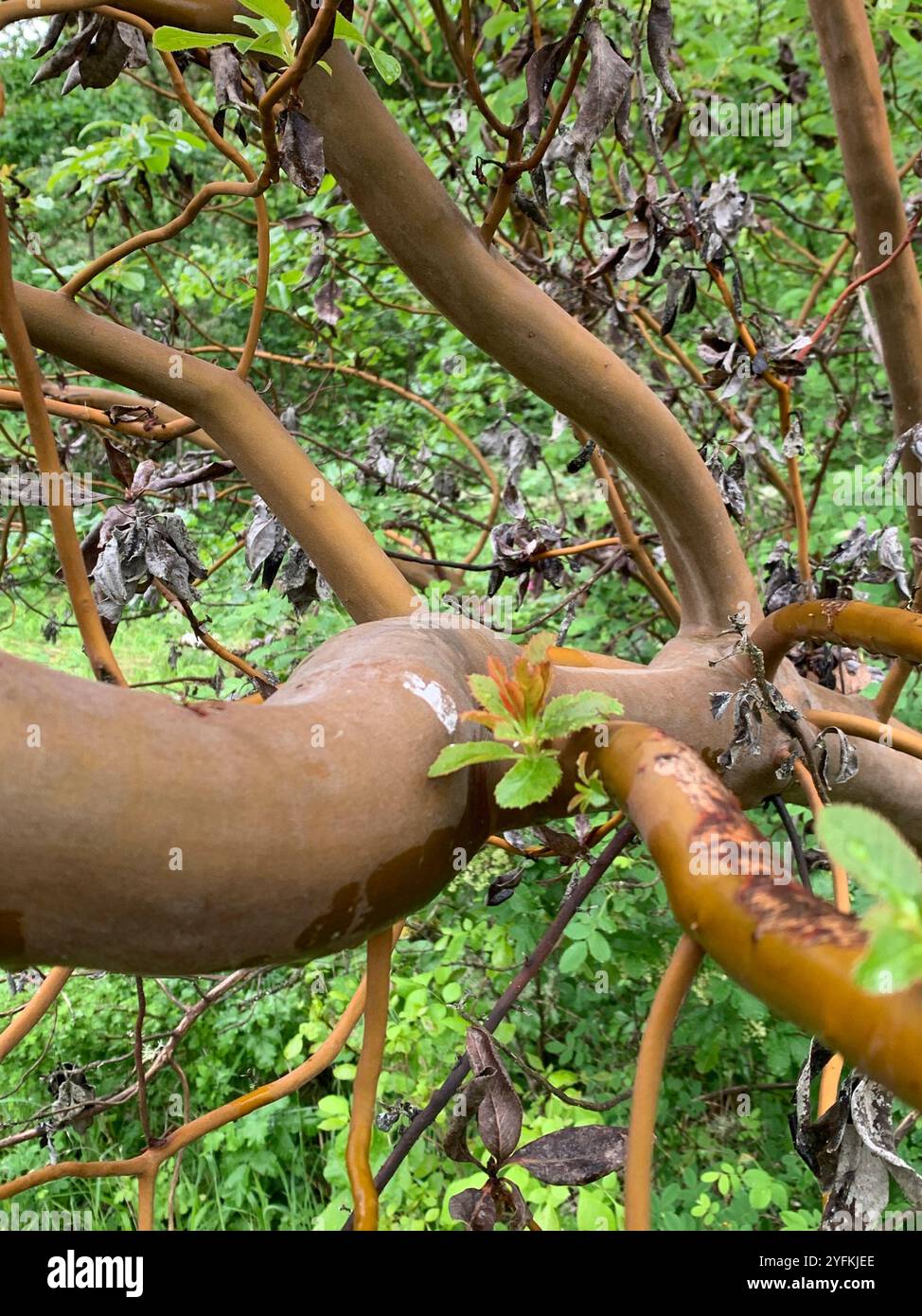 Pacific madrone (Arbutus menziesii Stock Photo - Alamy