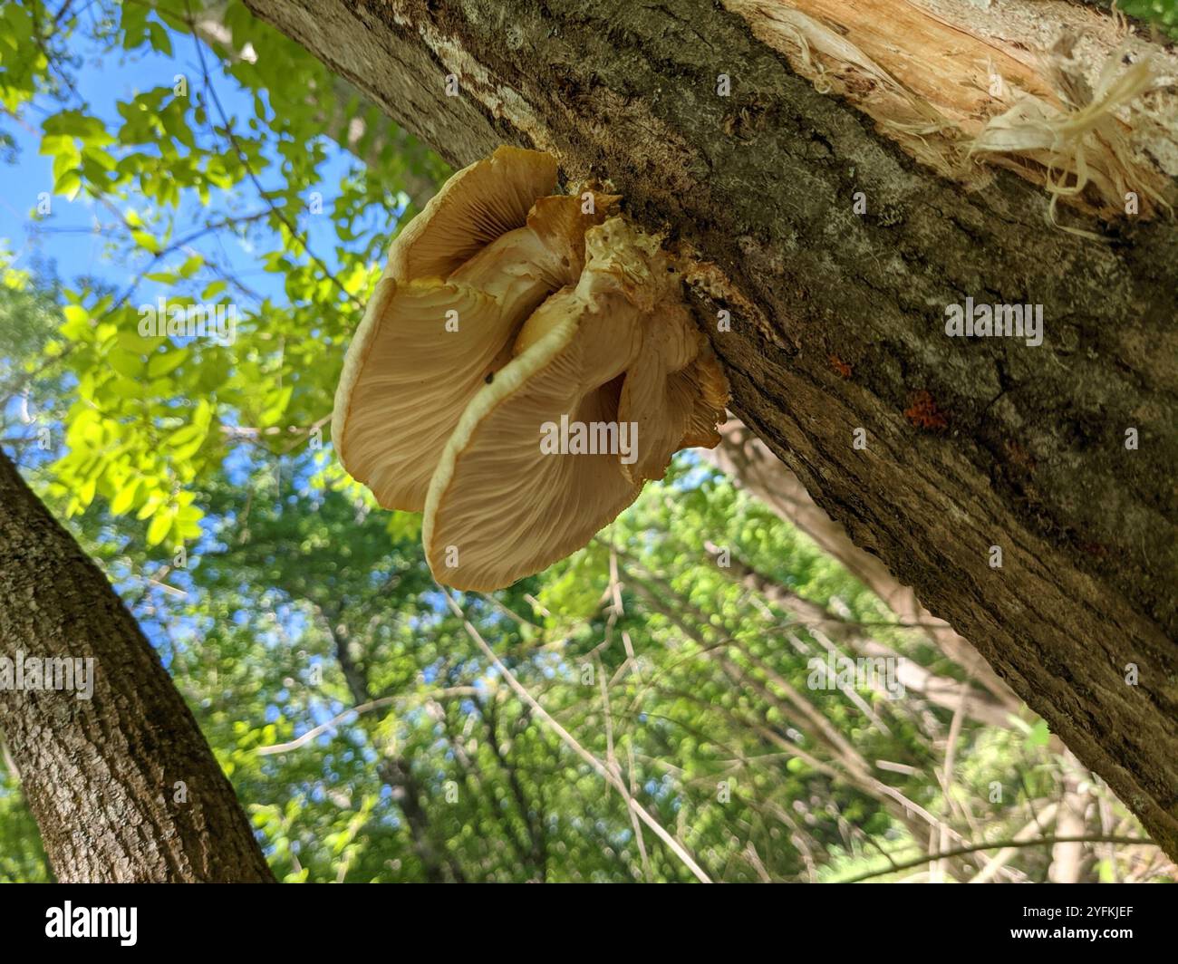 aspen oyster mushroom (Pleurotus populinus Stock Photo - Alamy