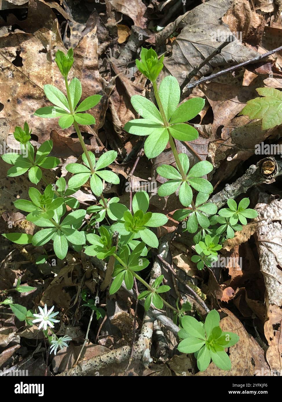 fragrant bedstraw (Galium triflorum Stock Photo - Alamy
