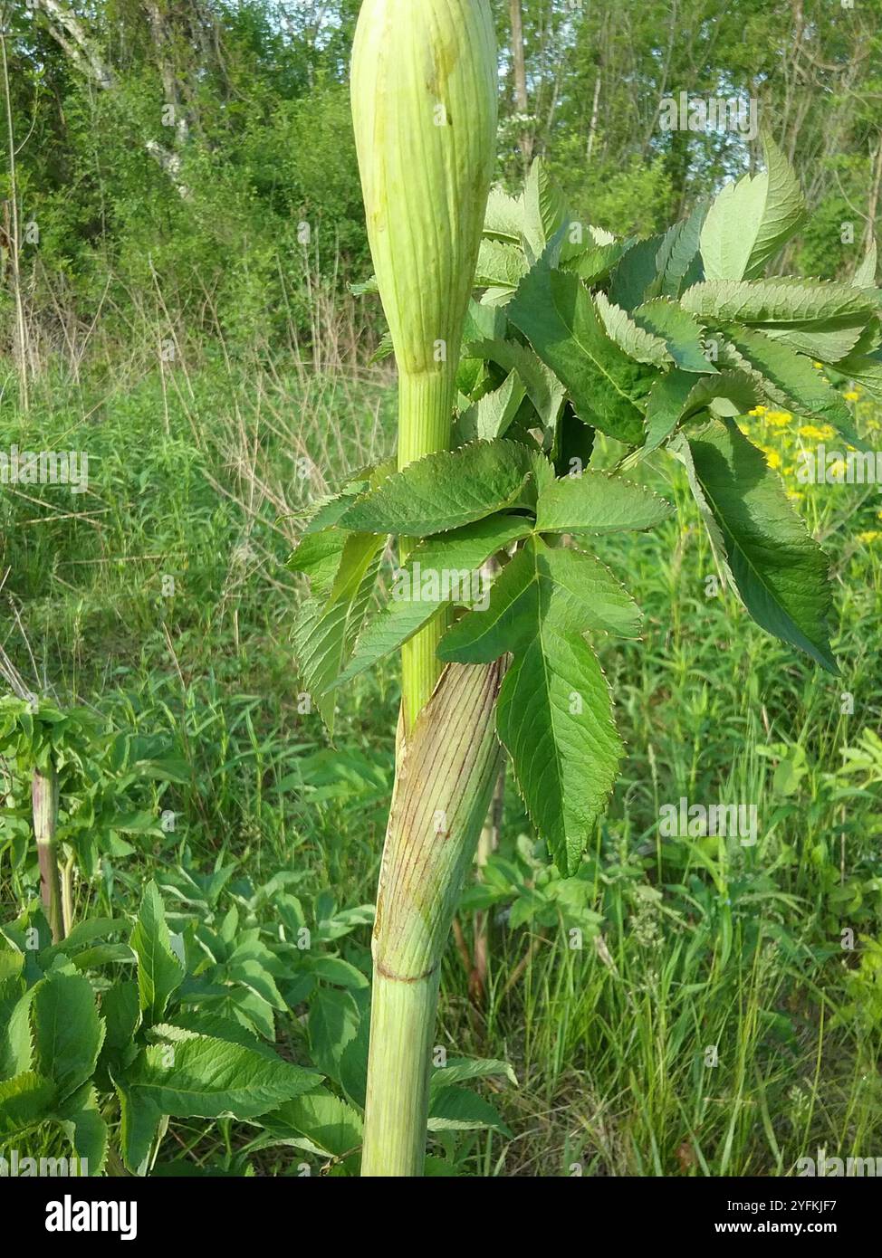 purple-stemmed angelica (Angelica atropurpurea Stock Photo - Alamy