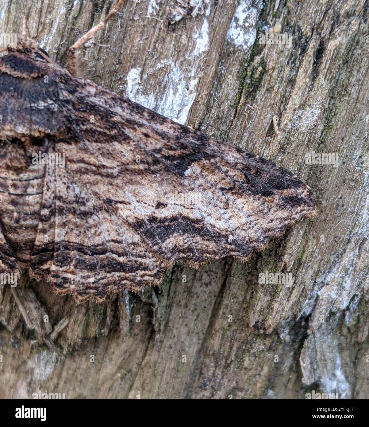 Lunate Zale Moth (Zale lunata Stock Photo - Alamy