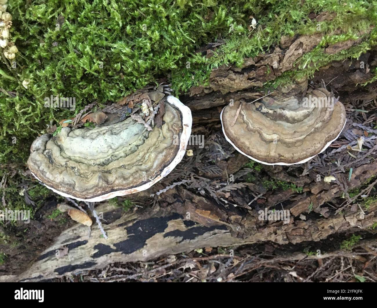 artist's bracket (Ganoderma applanatum Stock Photo - Alamy