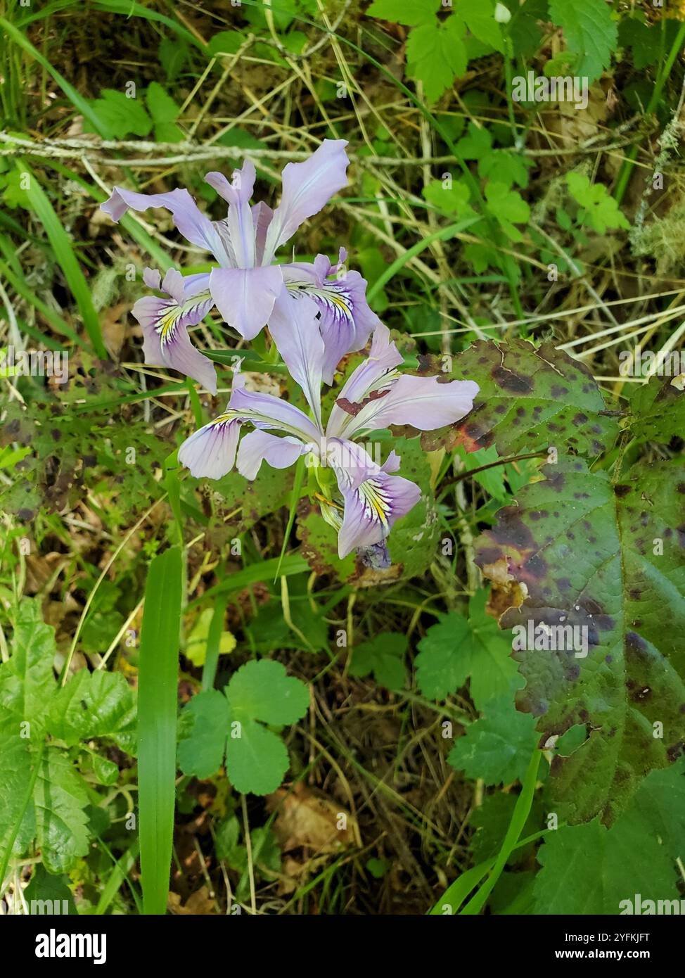Oregon iris (Iris tenax Stock Photo - Alamy