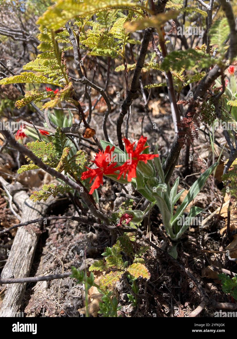 cardinal catchfly (Silene laciniata Stock Photo - Alamy