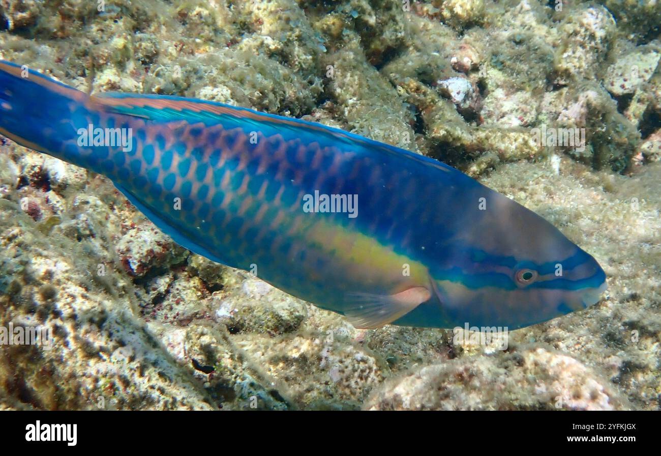 Princess Parrotfish (Scarus taeniopterus Stock Photo - Alamy