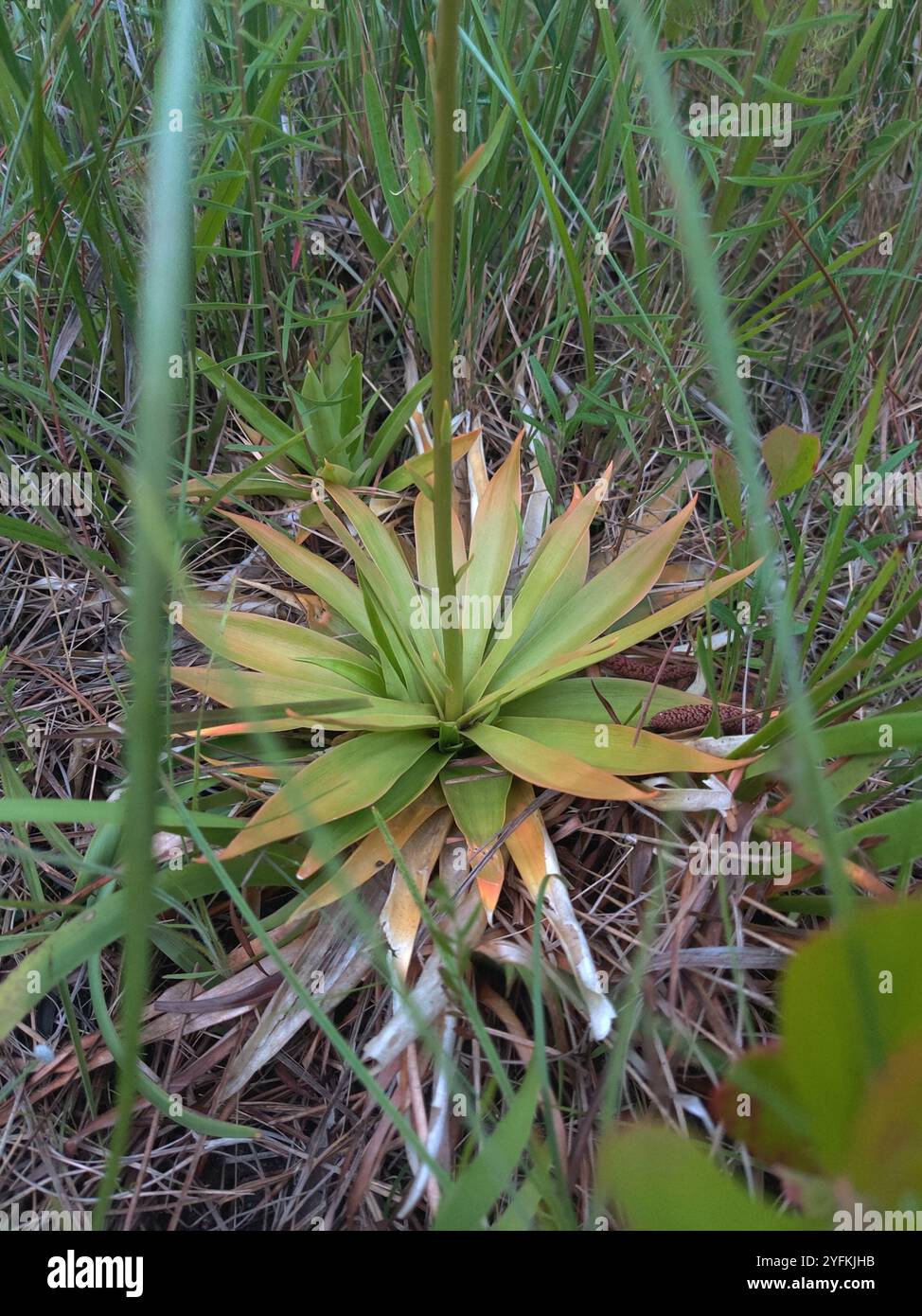 Aletris lutea hi-res stock photography and images - Alamy